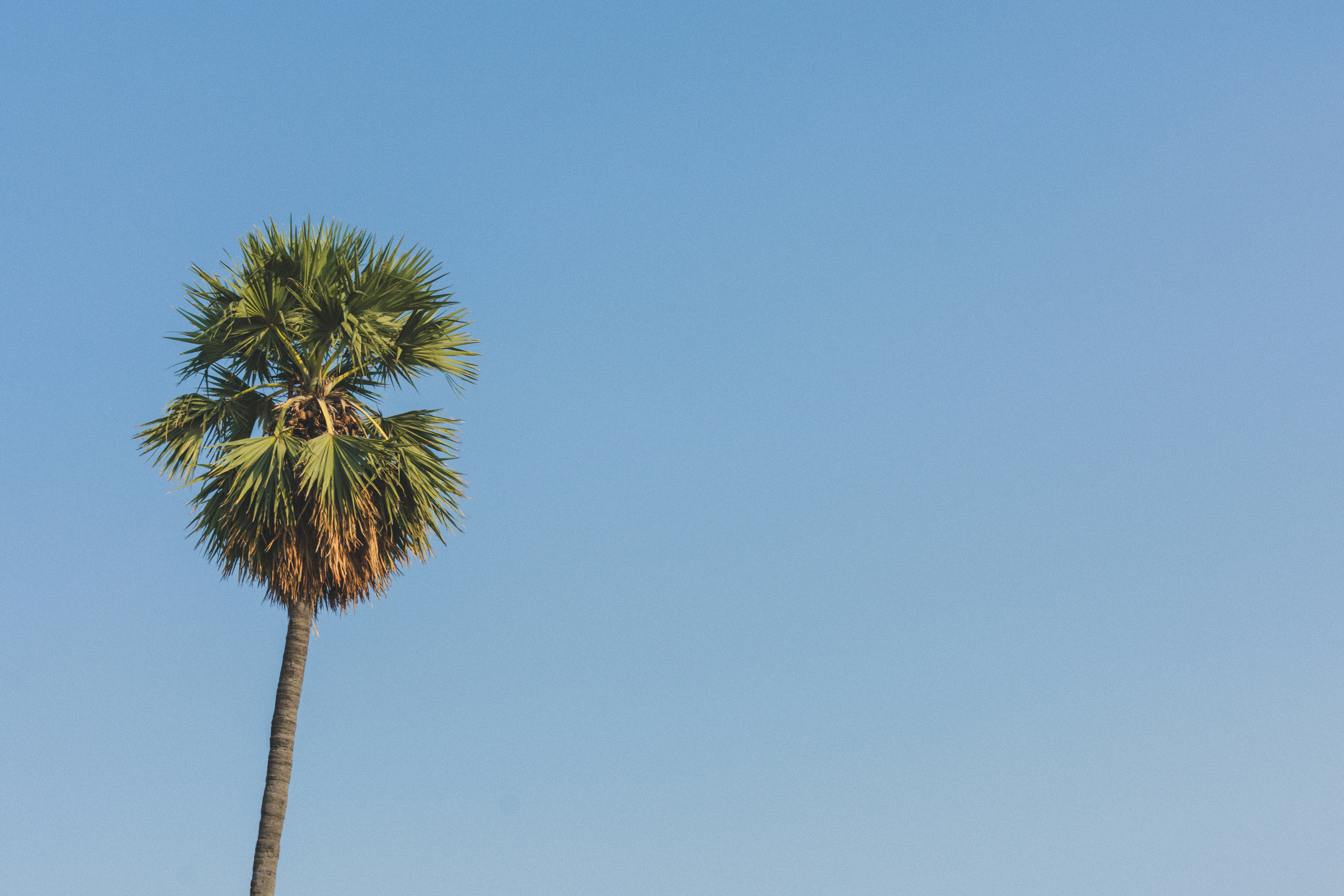 Asian palmyra palm tree photo – Free Tree Image on Unsplash