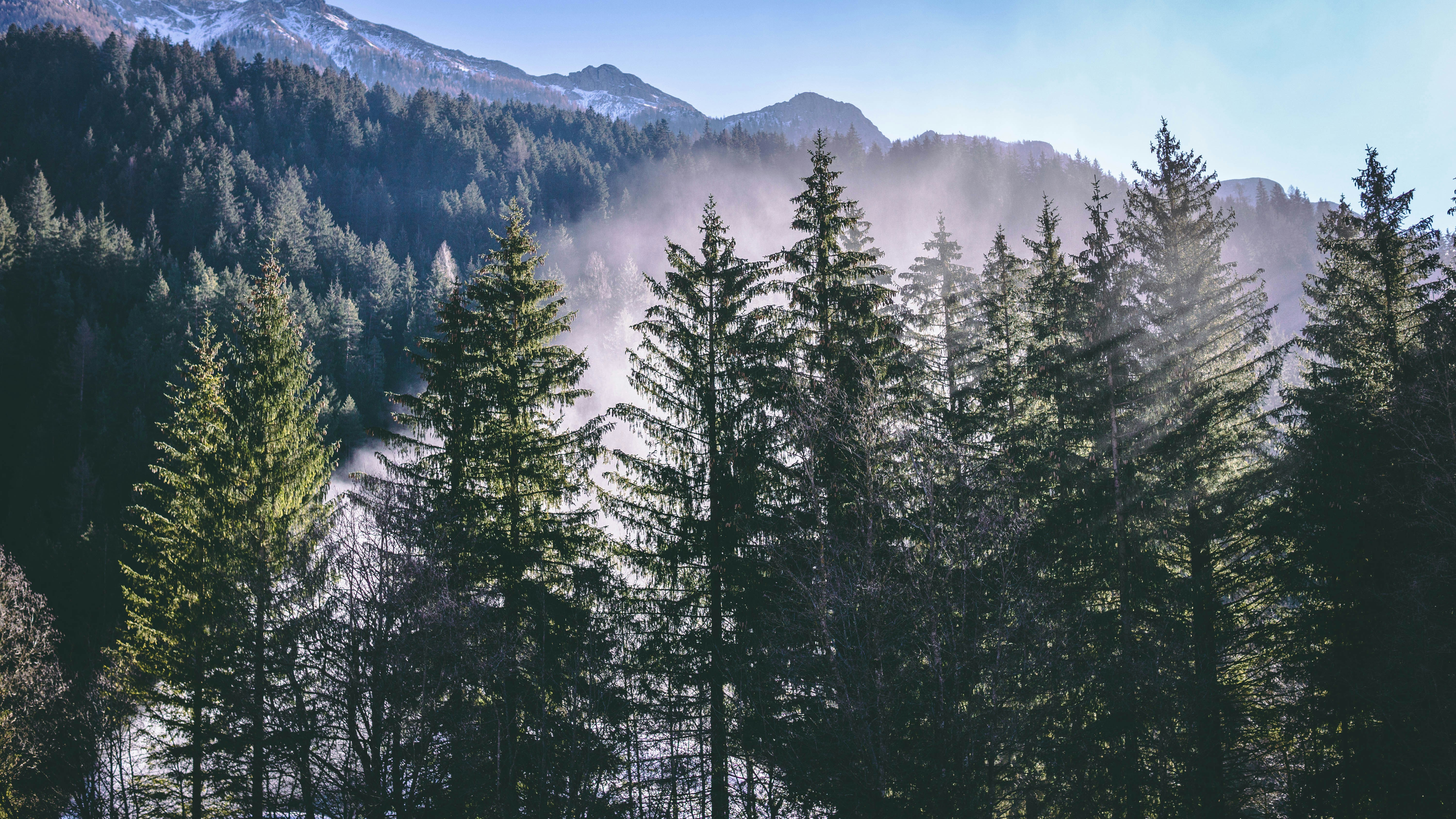 Sunlight filters through mist and tall evergreens against a backdrop of distant mountains.