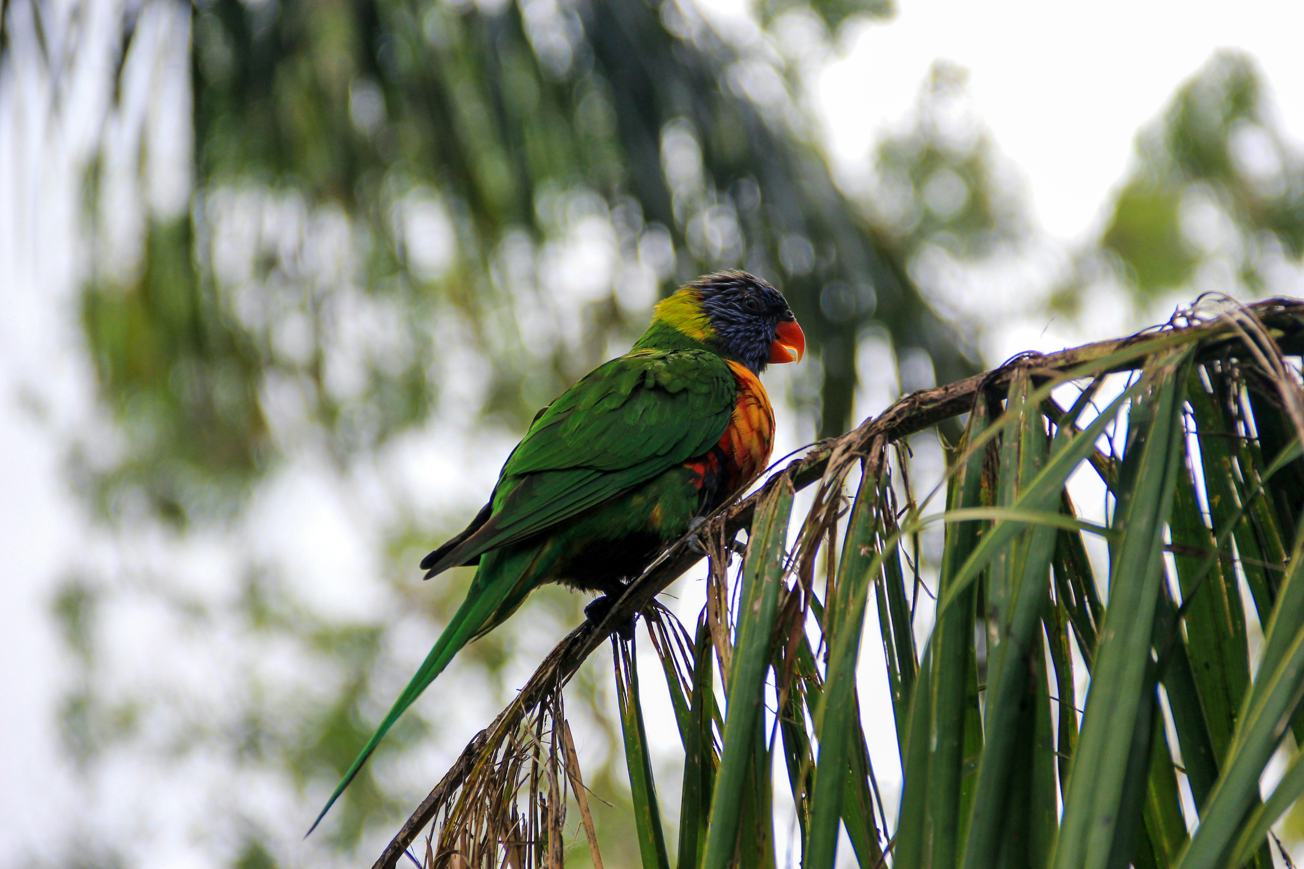 A colorful lorikeet perched gracefully on a palm frond, showcasing its vivid plumage against a soft, blurred background.