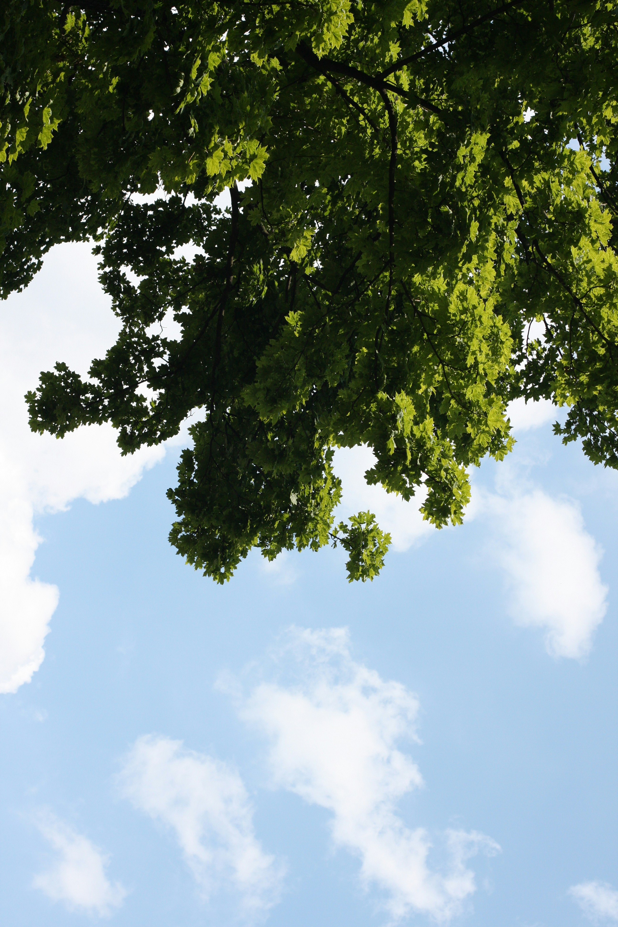 Green tree photo – Free Tree Image on Unsplash