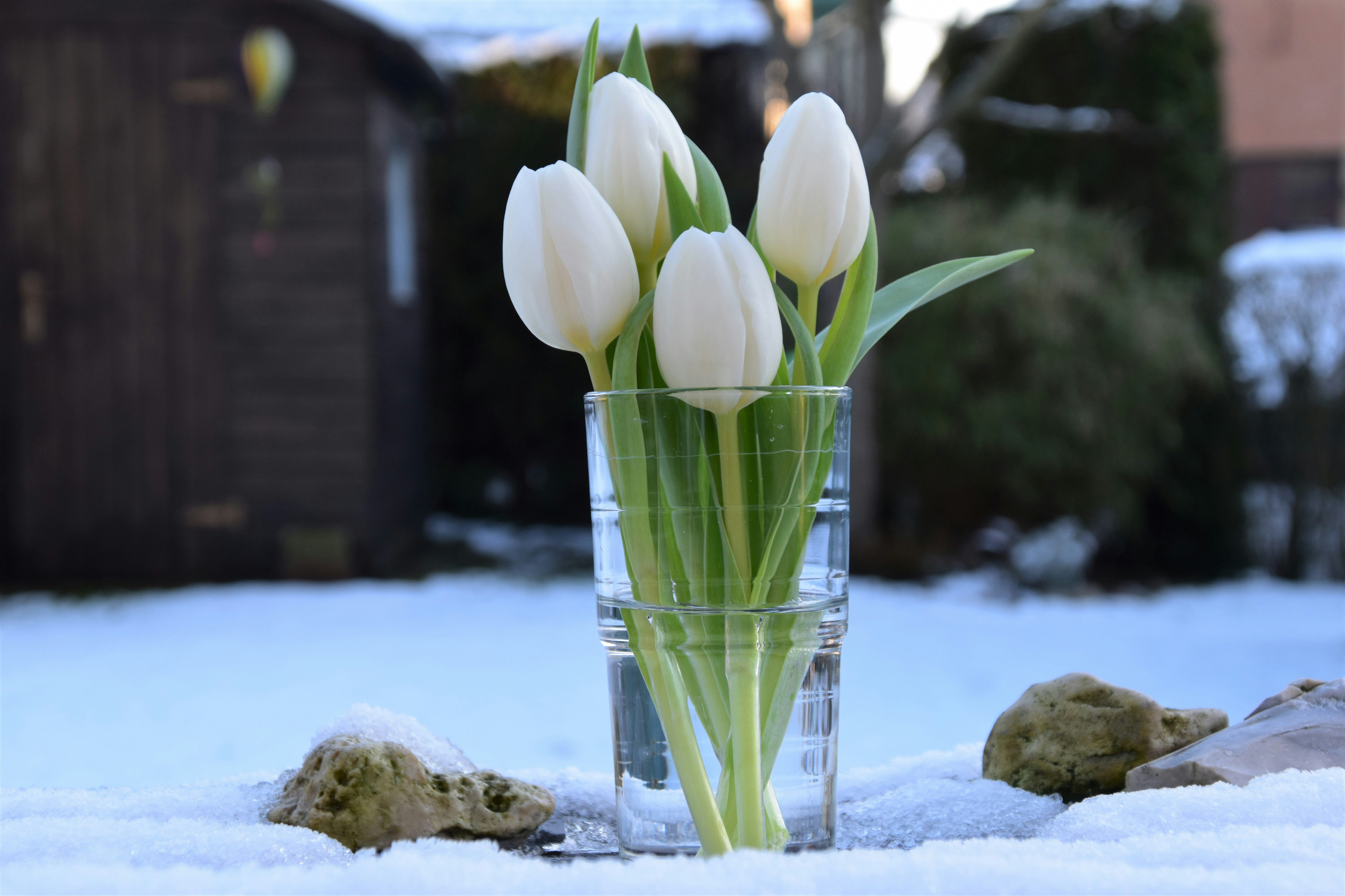 Winter Tulips in a Clear Glass Vase: A Quiet Snowlit Portrait
