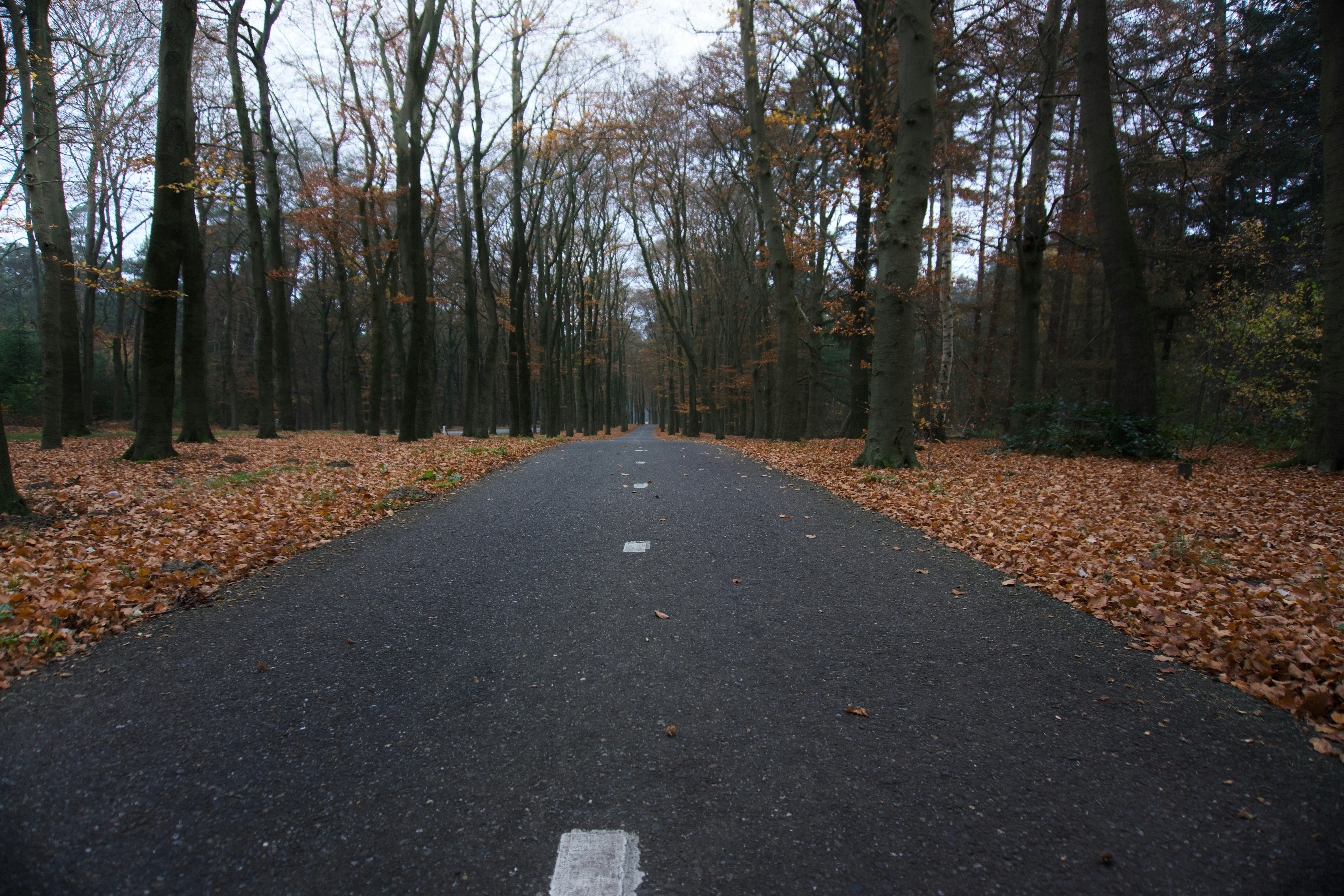 Autumnal Avenue: A Leaf-Carpeted Road Piercing a Quiet Forest