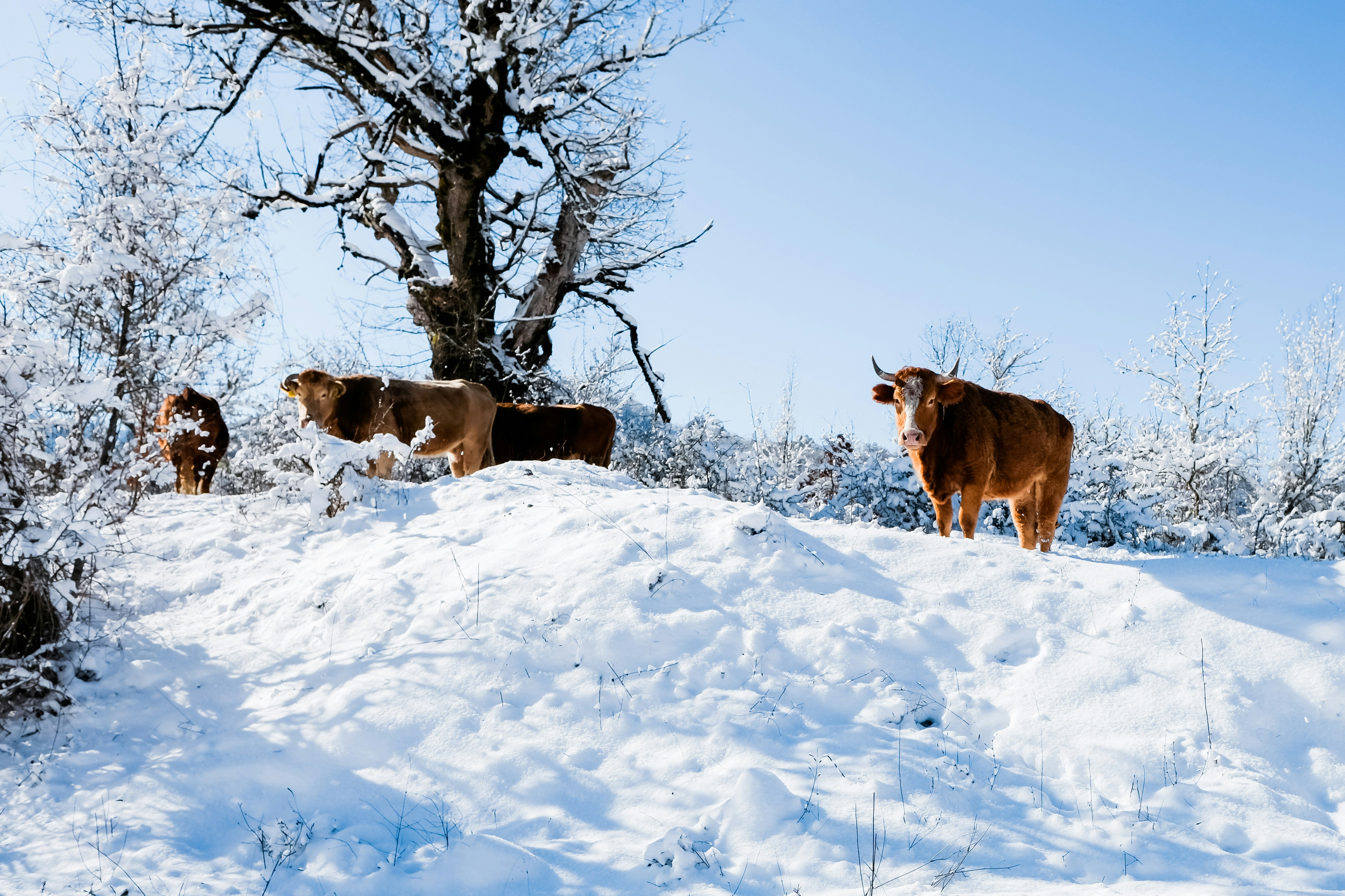 Cows grazing on a snow-covered hill under a bright blue sky, surrounded by frosty trees.