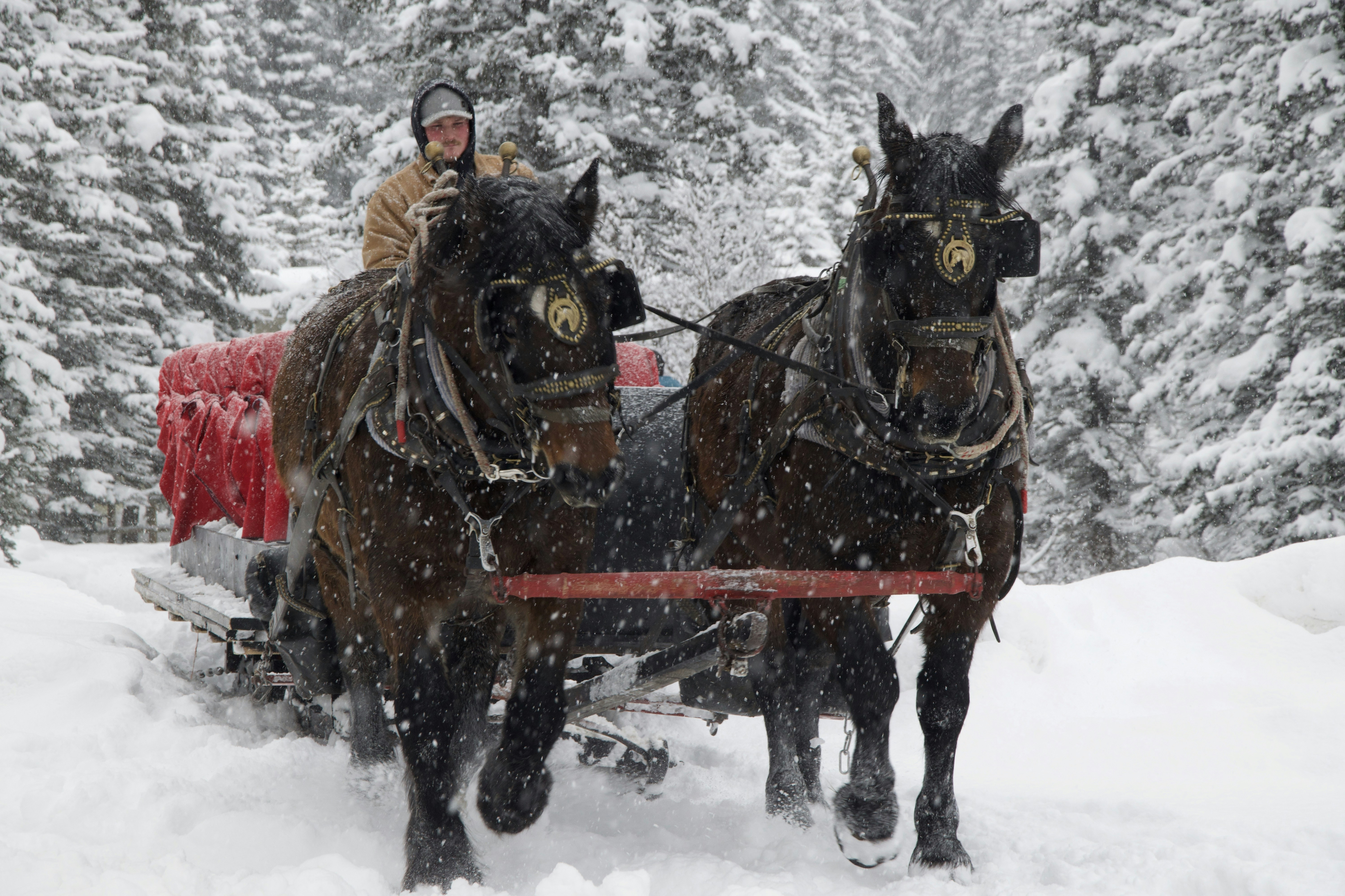 Horses pulling a sled through a snow-covered forest, with a driver bundled against the cold.
