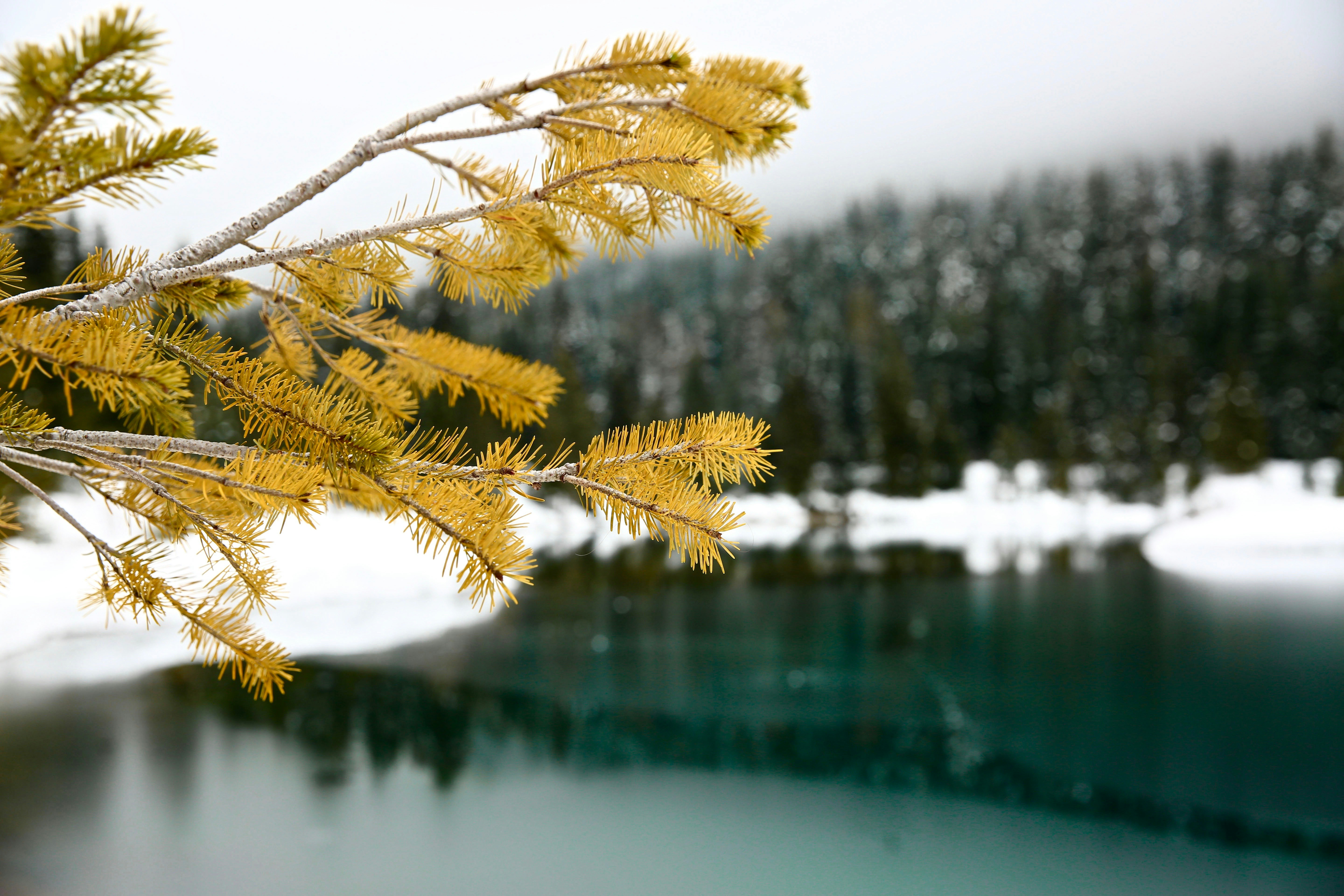 Golden Larch Fronds Framing a Serene Alpine Lake