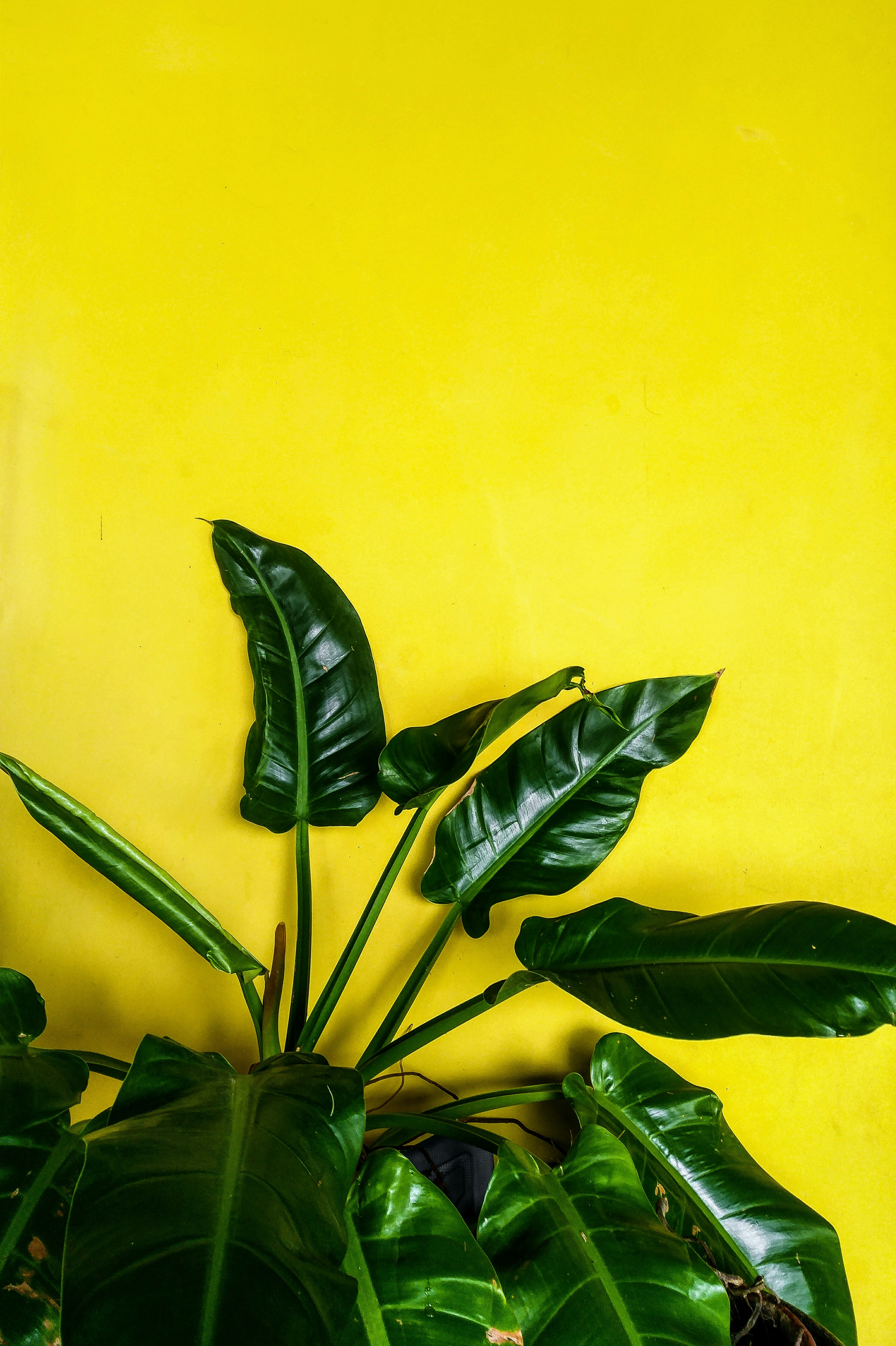 Yellow Plant Pictures | Download Free Images on Unsplash