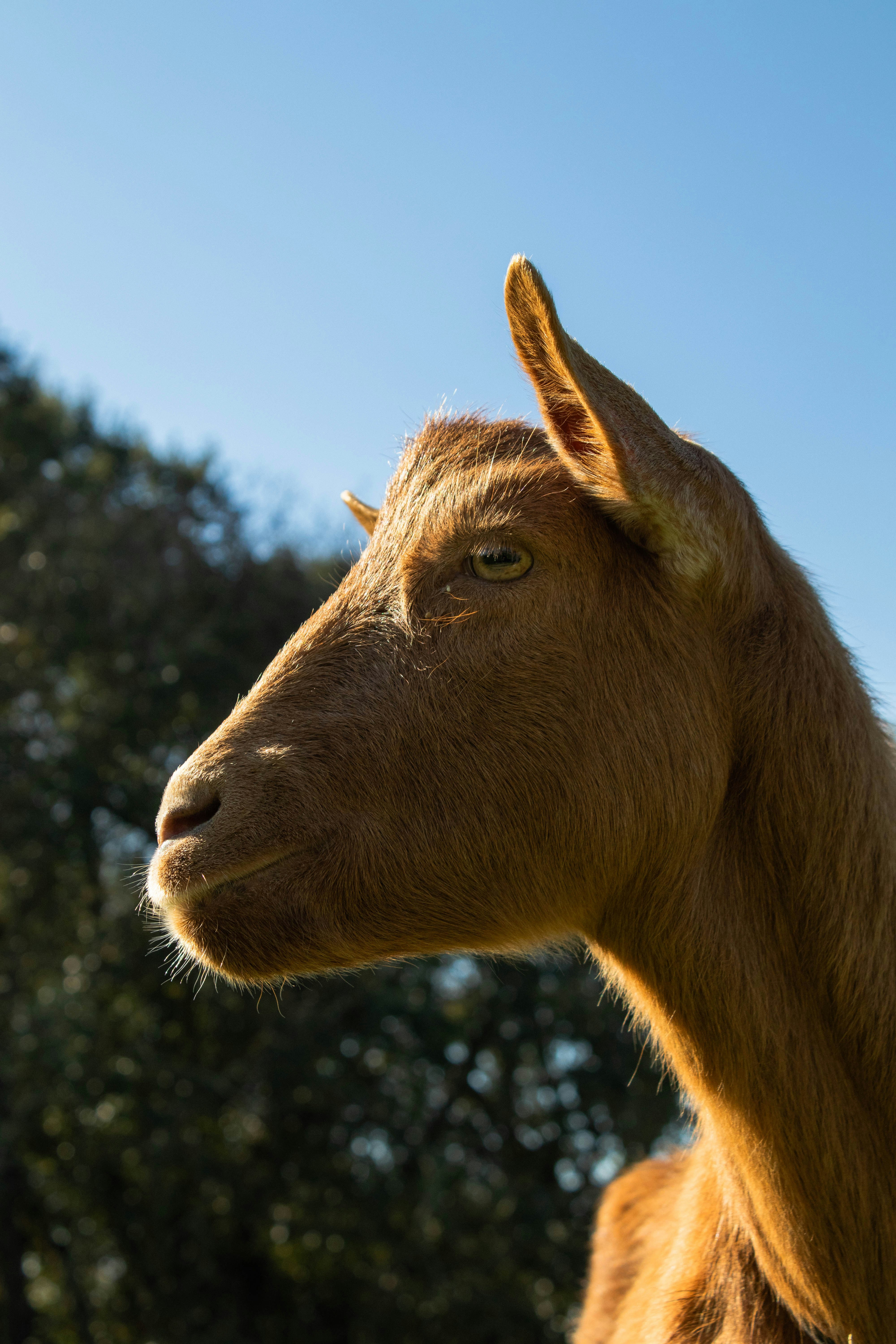 Close-up of a goat's profile, showcasing its expressive features against a clear blue sky.
