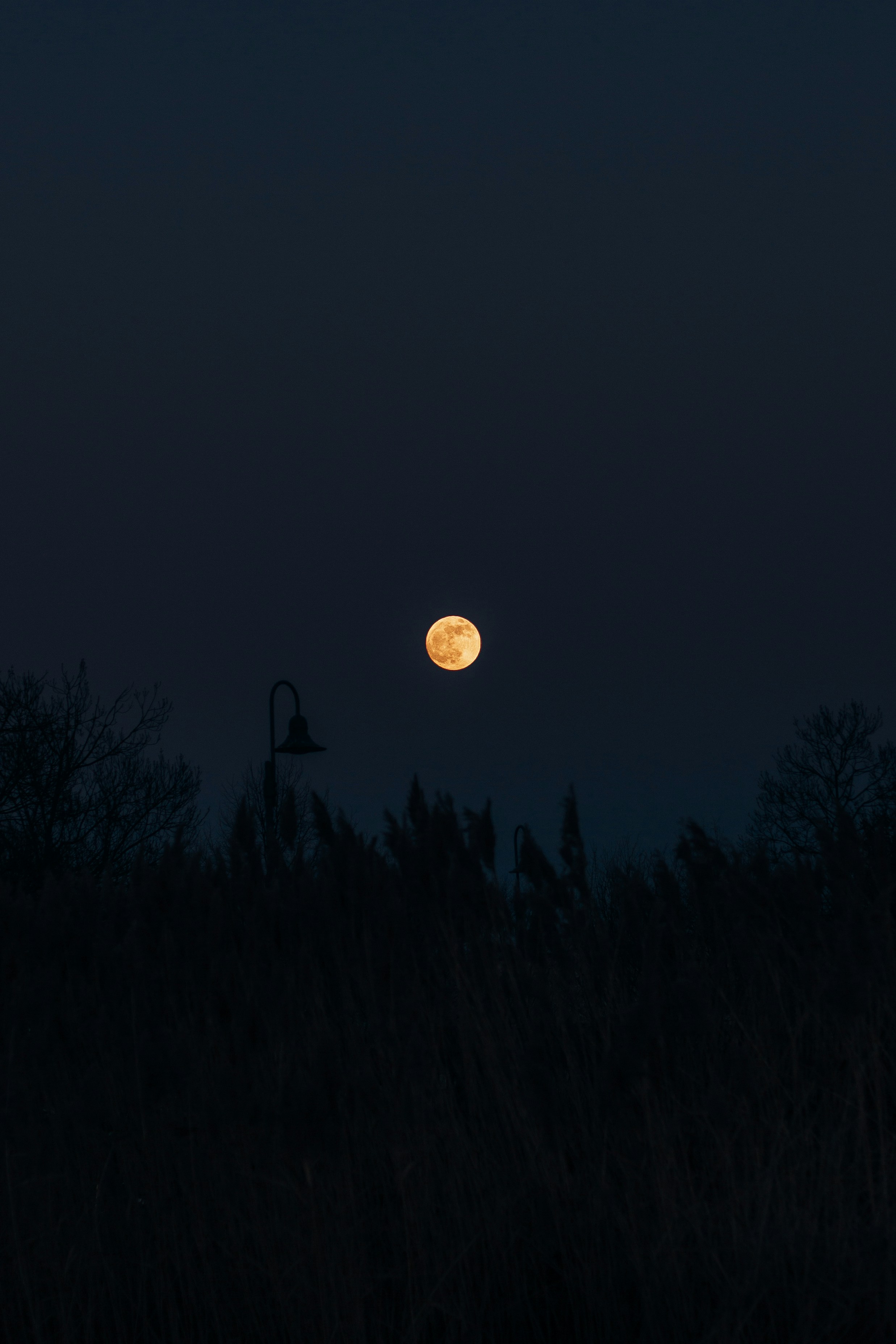 Full moon glowing softly against a dark sky, framed by silhouettes of trees and a distant lamp post.
