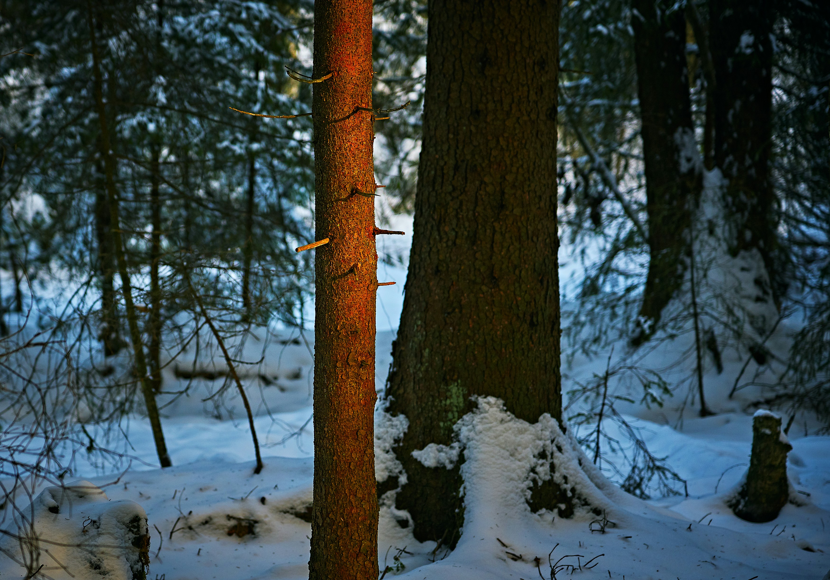 Warm Tree in  Winter