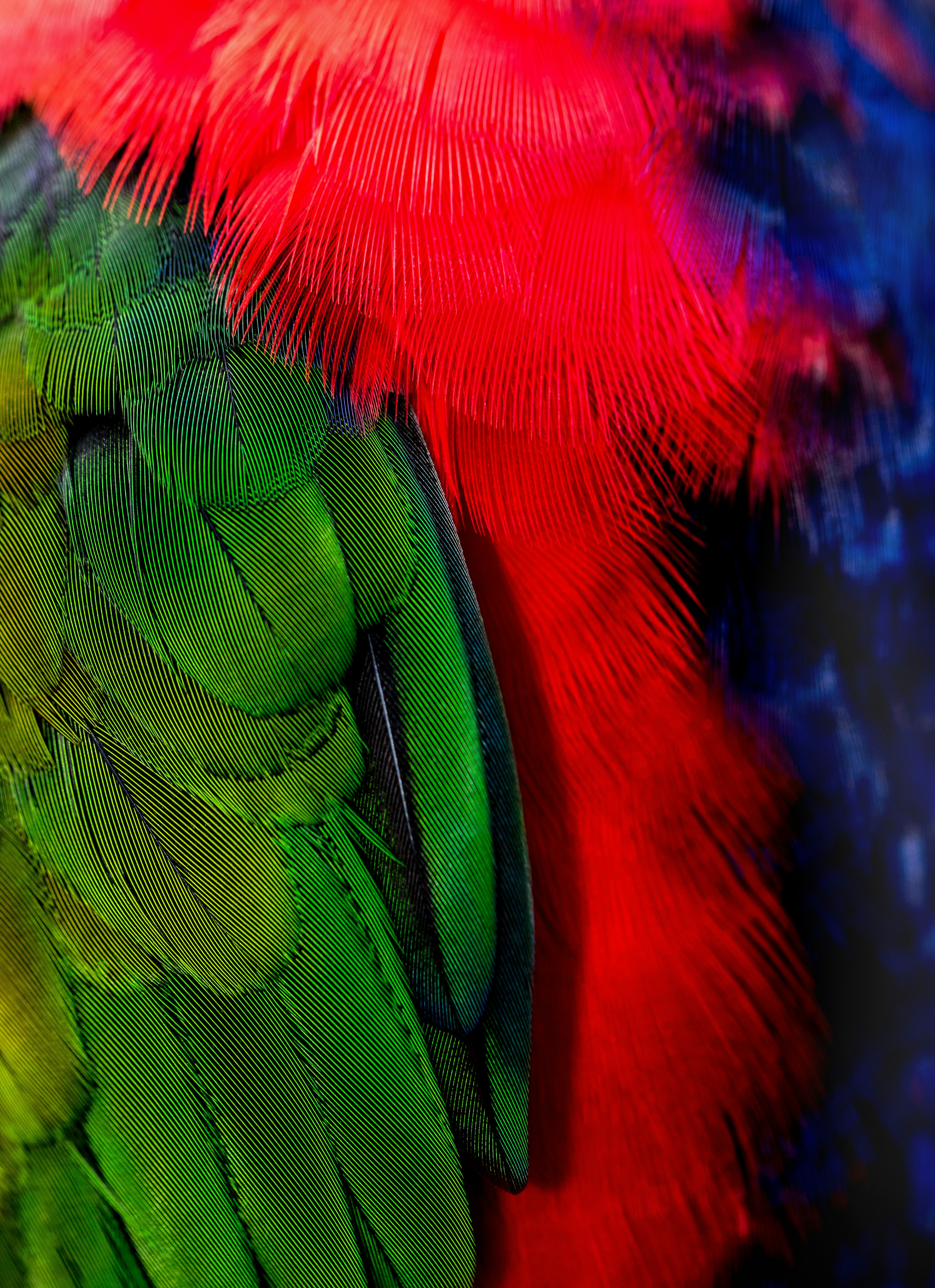 Close-up of colorful feathers showcasing intricate textures and vivid hues of green, red, and blue. The image highlights the beauty of avian plumage.