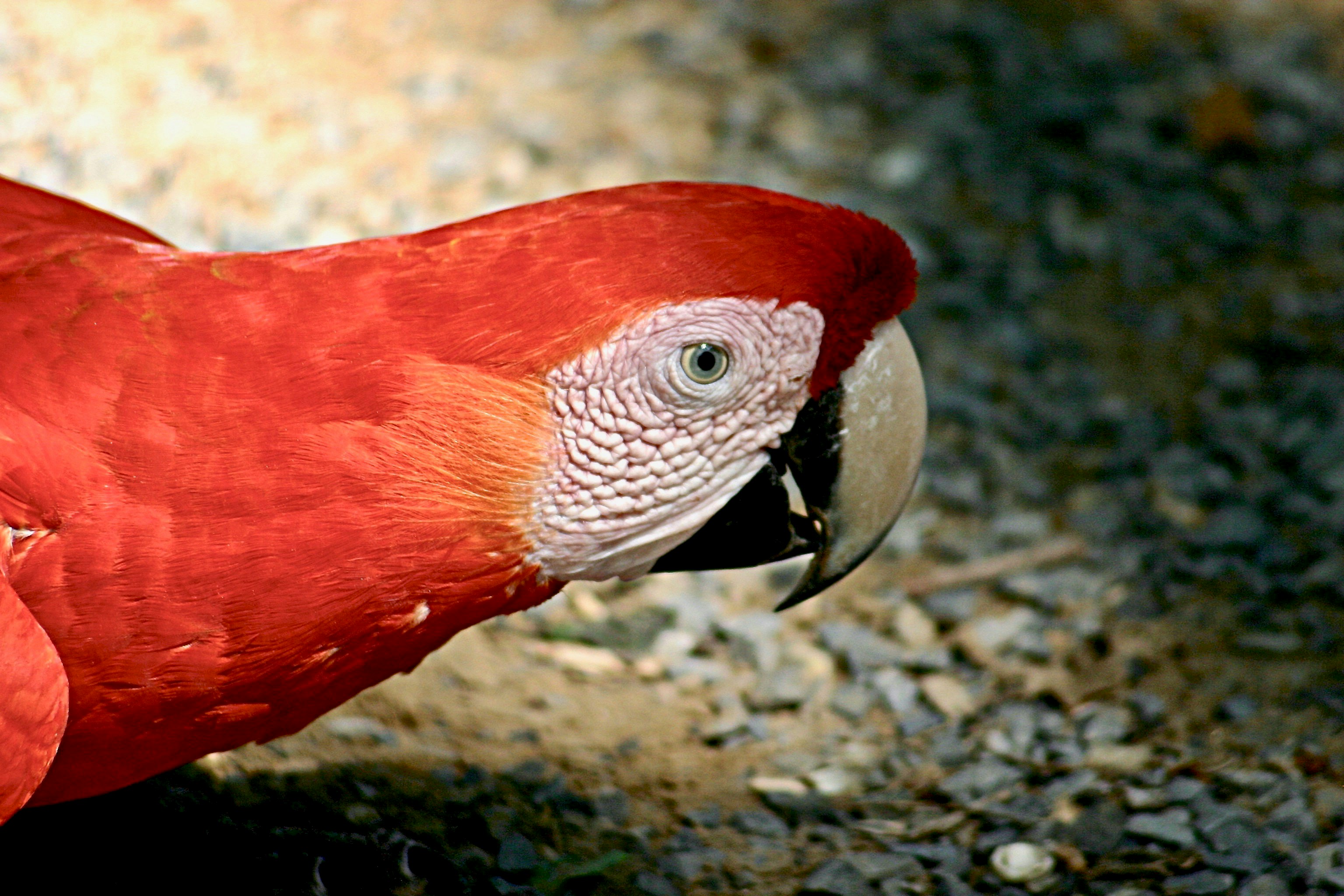 Scarlet macaw perched on the ground, showcasing its vivid red feathers and striking beak against a textured gravel background.