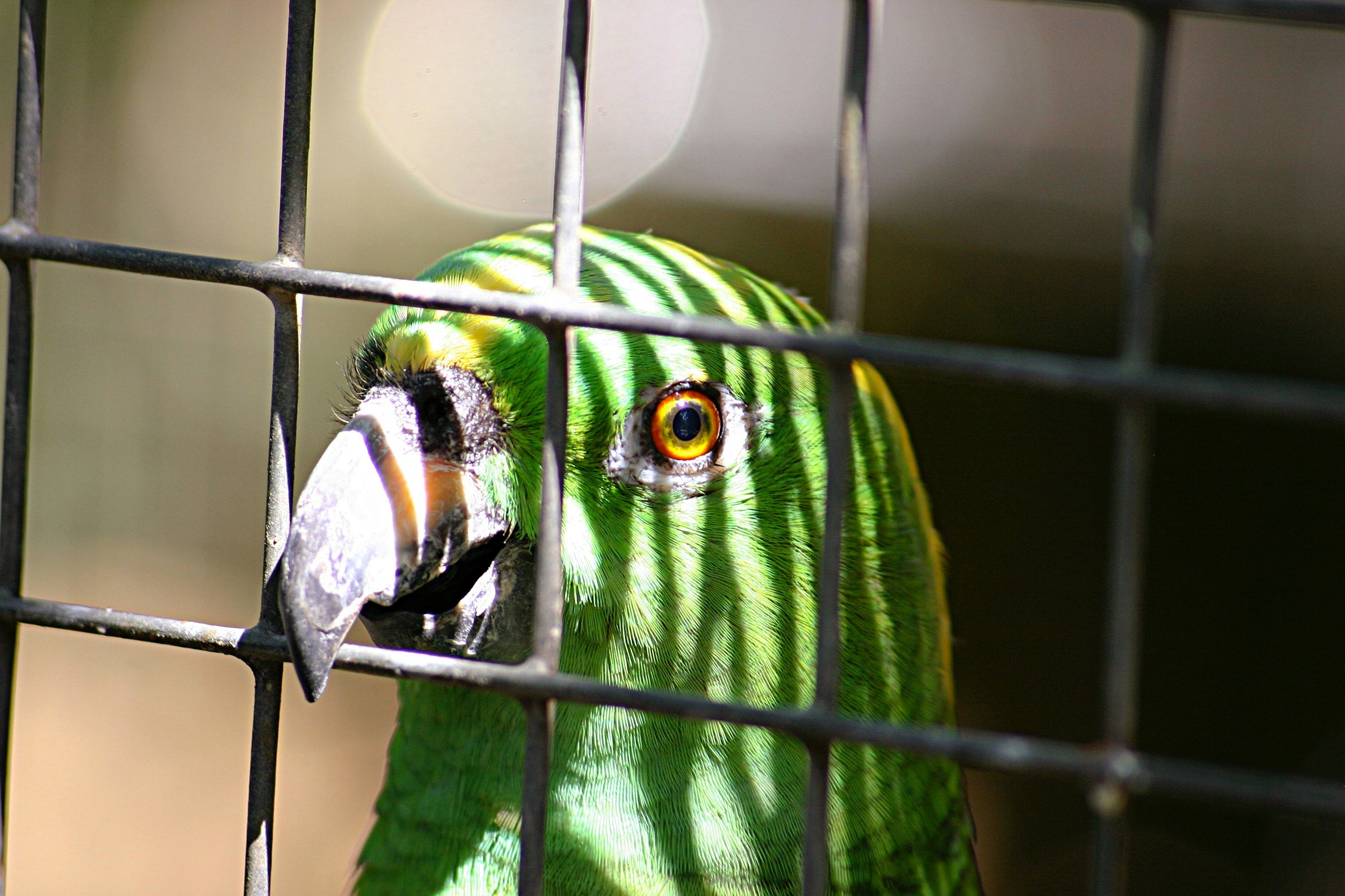 Vibrant green parrot peering through a metal cage, showcasing its striking features and vivid colors. The interplay of light and shadows adds depth to the scene.