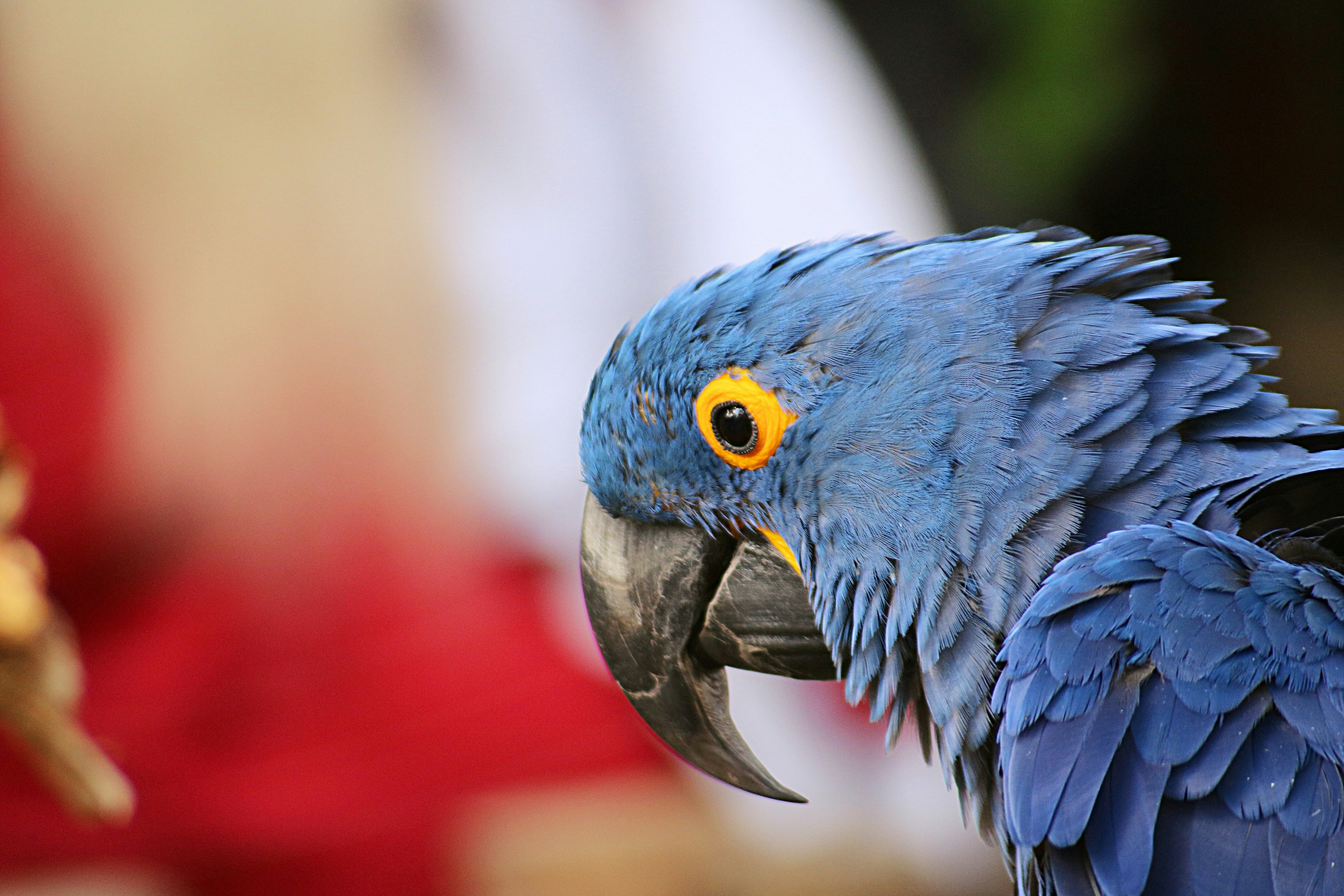 Blue and yellow macaw in close up photography photo – Free Bird Image ...