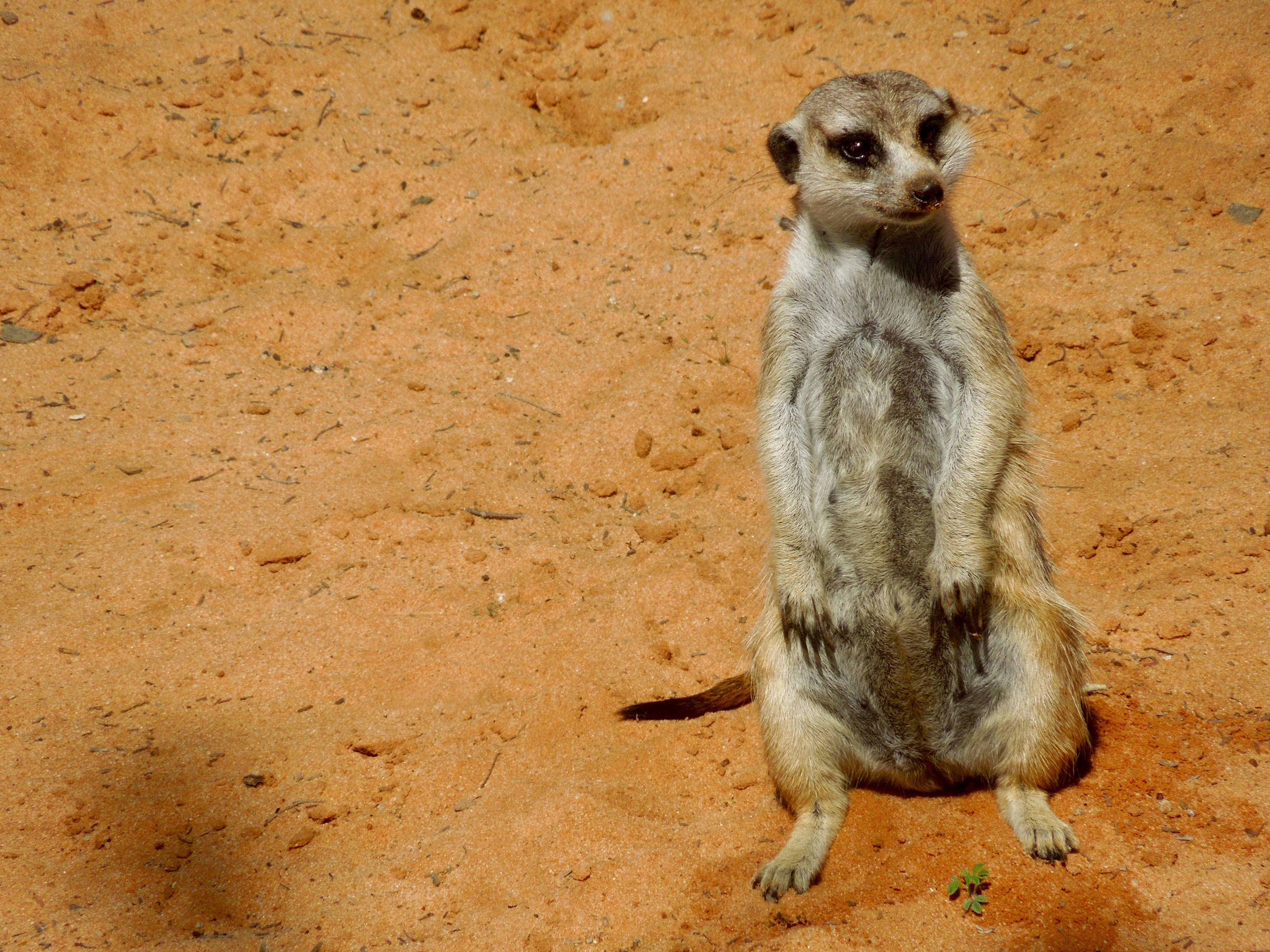 A meerkat stands upright on sandy terrain, scanning the surroundings for potential threats. Its alert posture and keen expression highlight its role as a lookout.