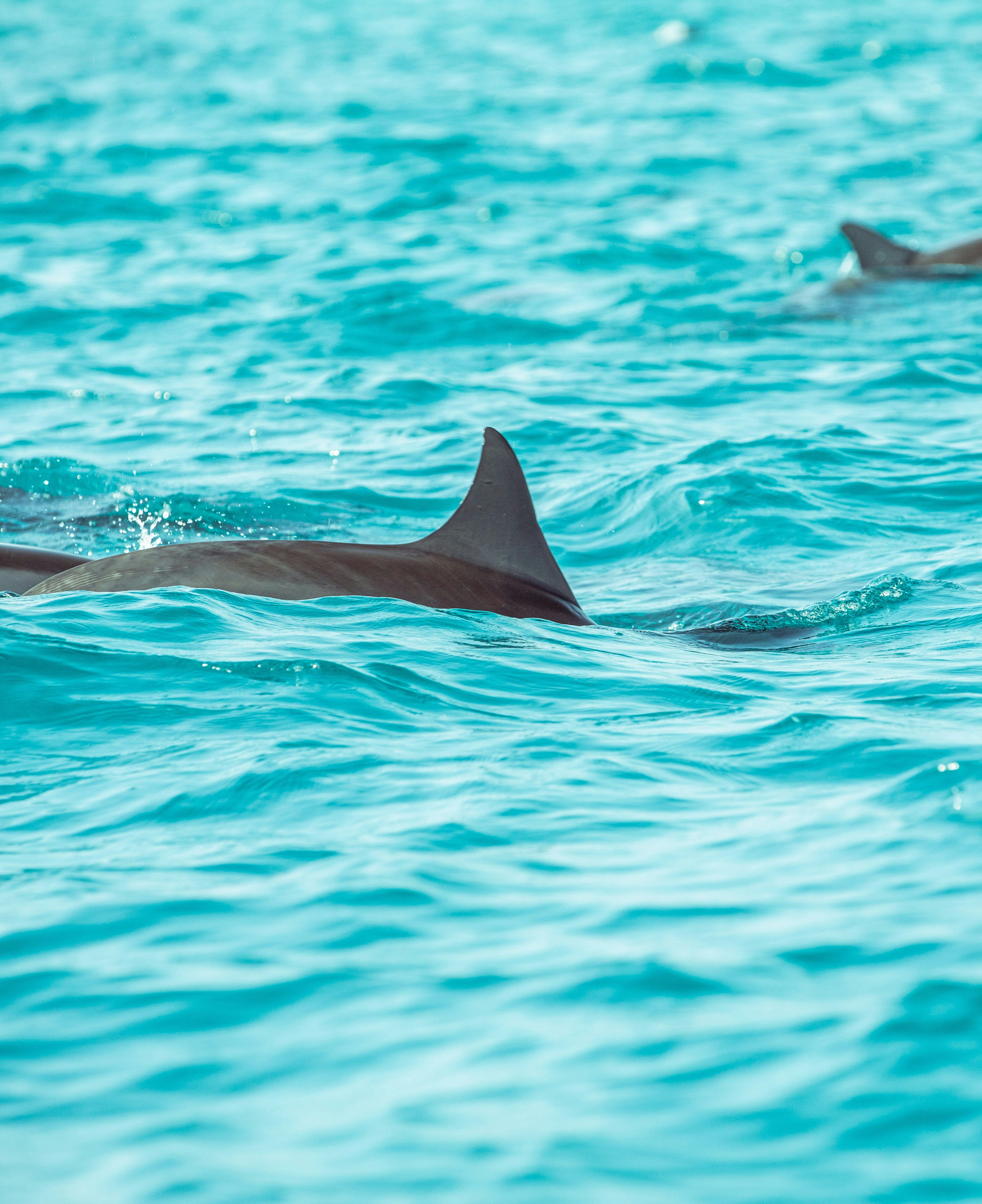 Shark fin photo – Free Sea Image on Unsplash