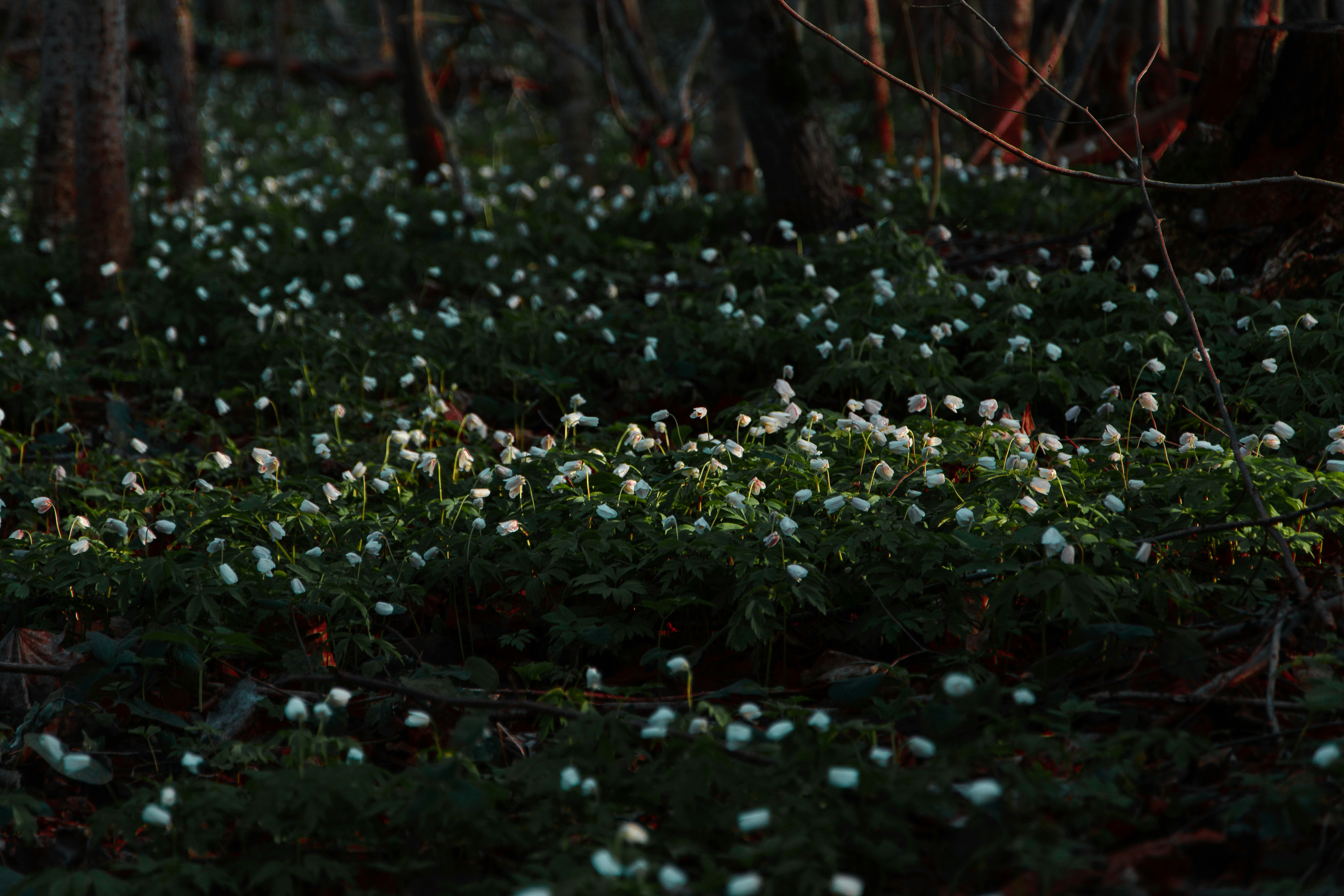 White flowers scattered across a forest floor, illuminated by soft, dappled light.