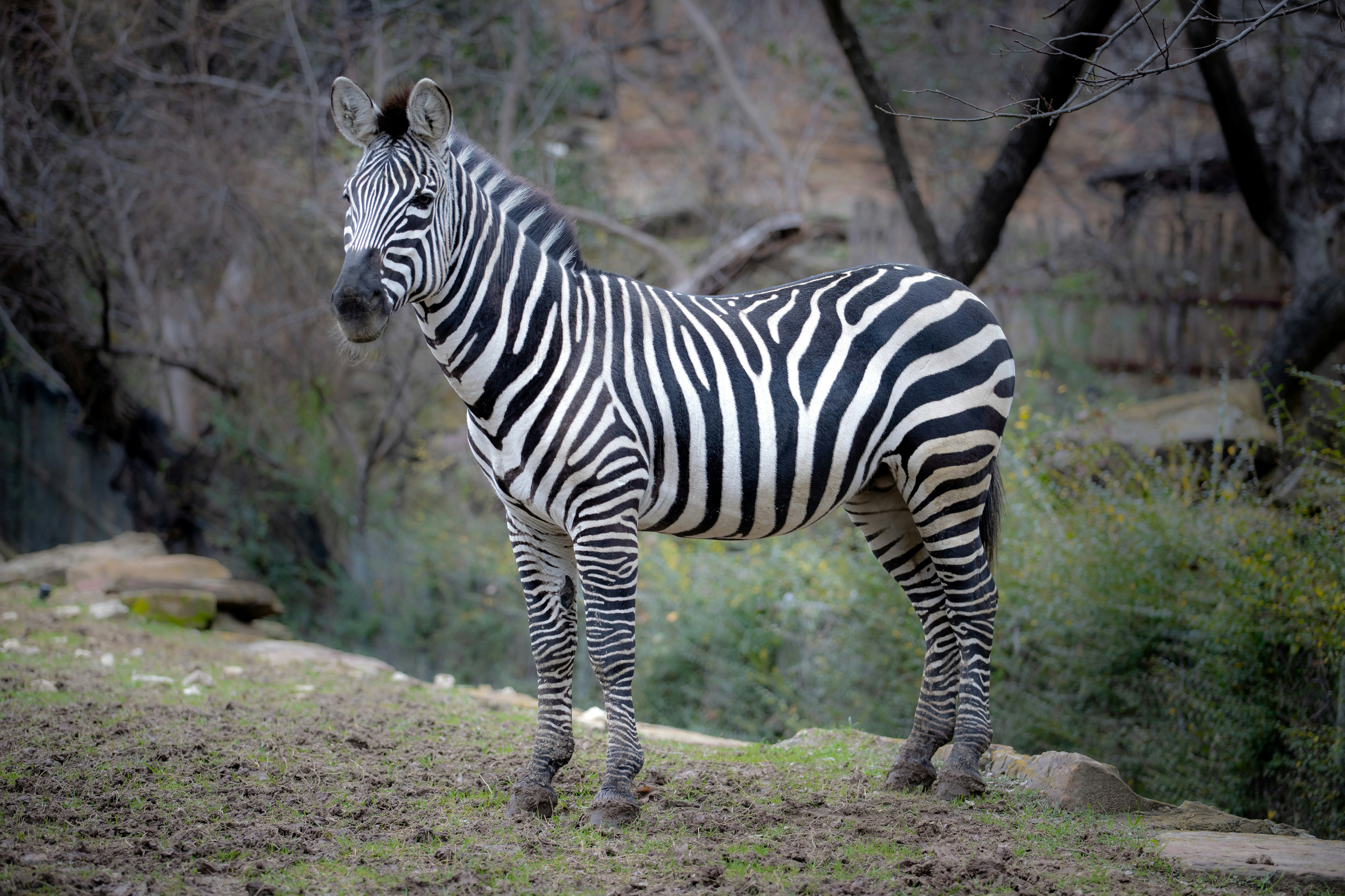500+ Zebra Pictures | Download Free Images on Unsplash