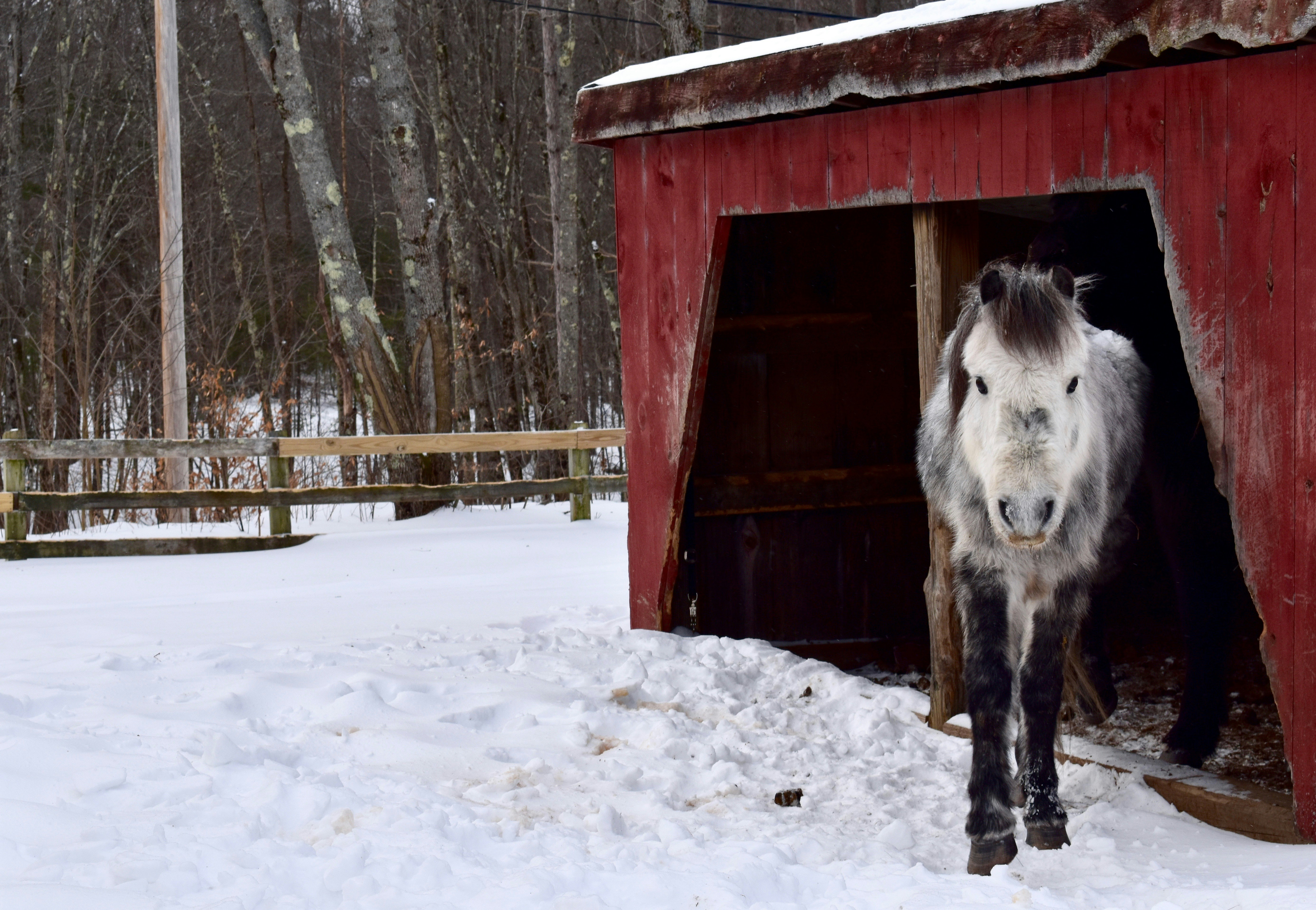 Snowbound Threshold: A Grey Horse Quietly Emerges from the Red Barn