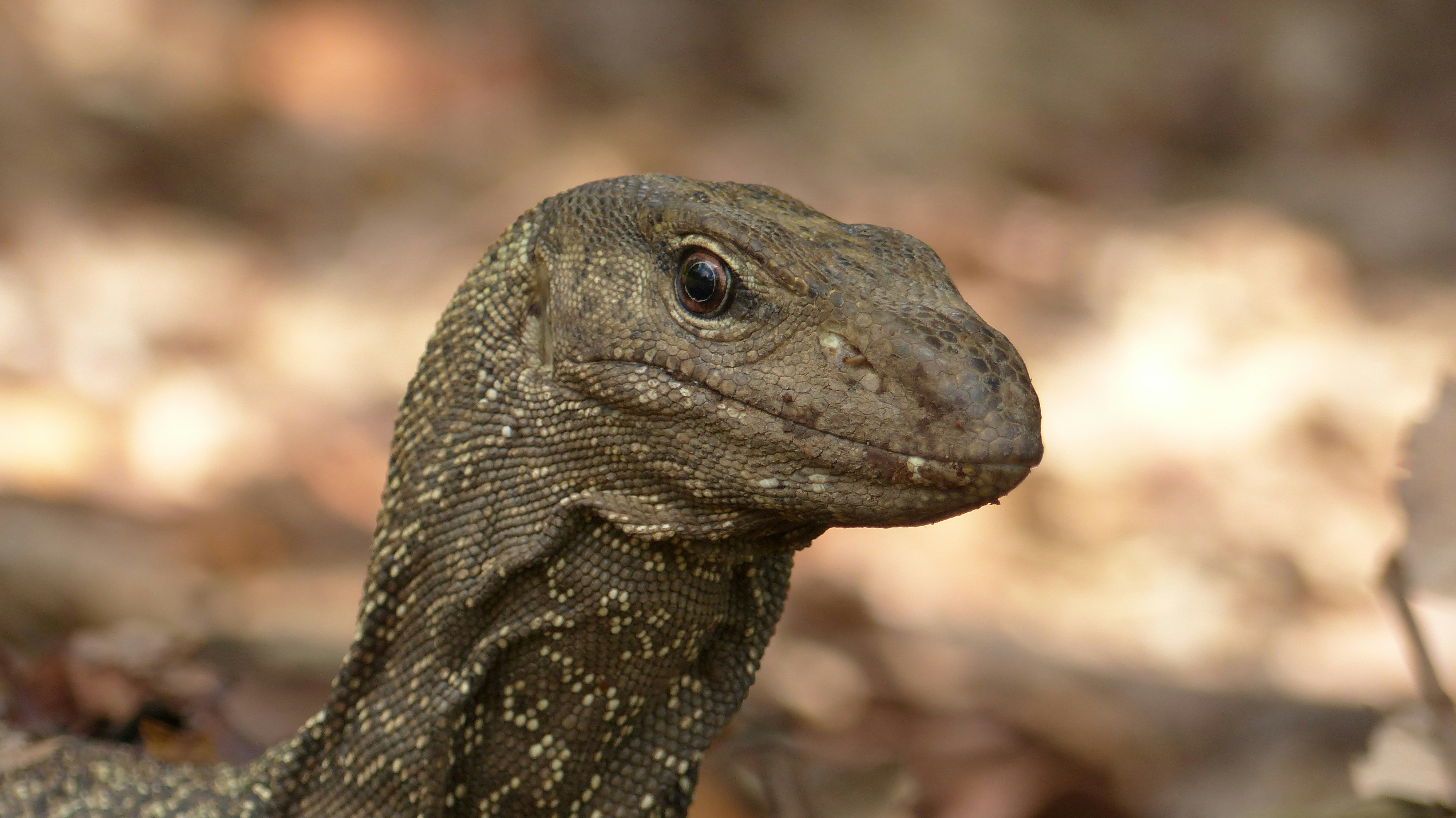 Close-Up of a Lizards's Head in Dappled Light