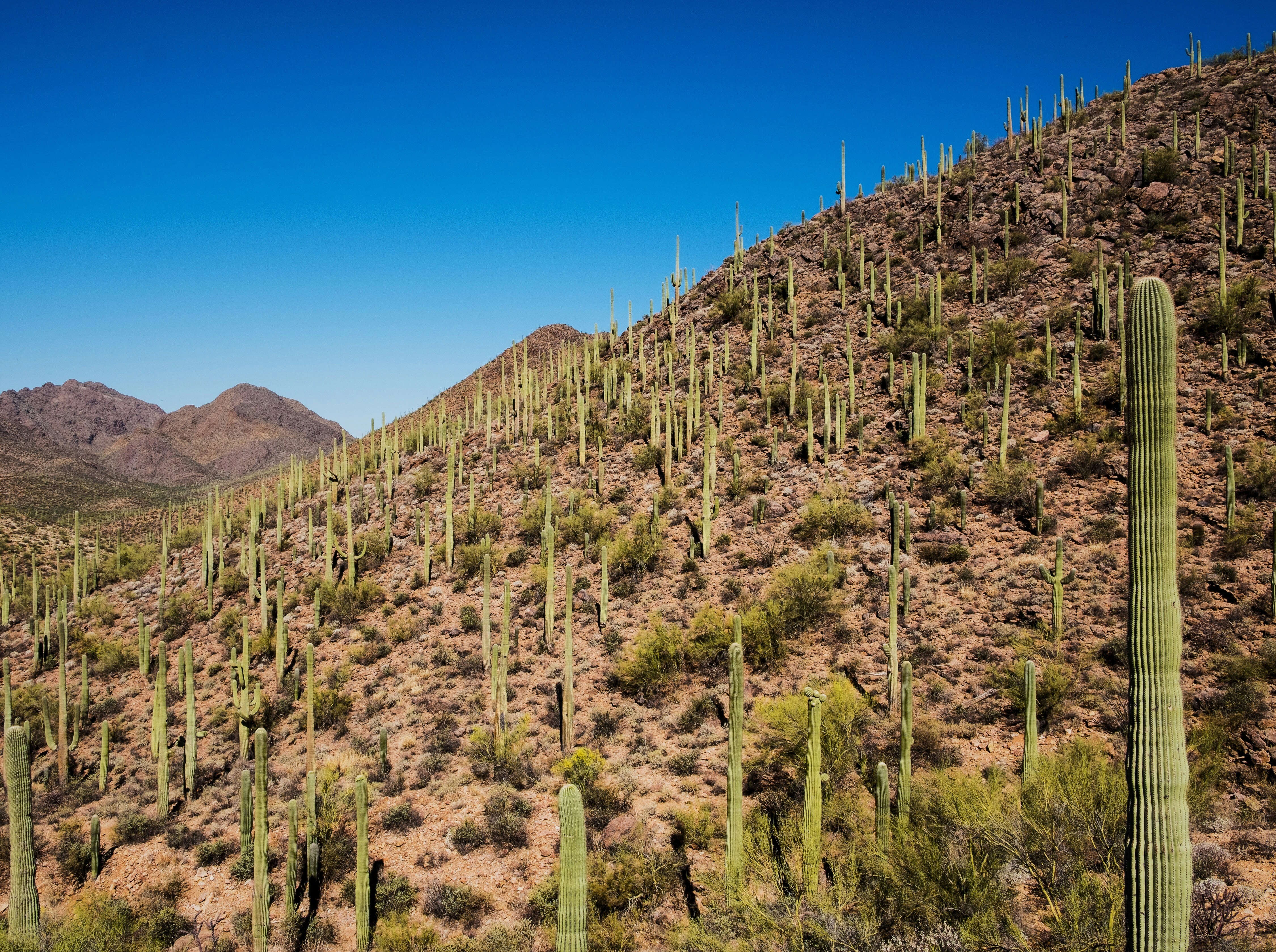 Tall cacti scattered across a sunlit, arid hillside beneath a clear blue sky.