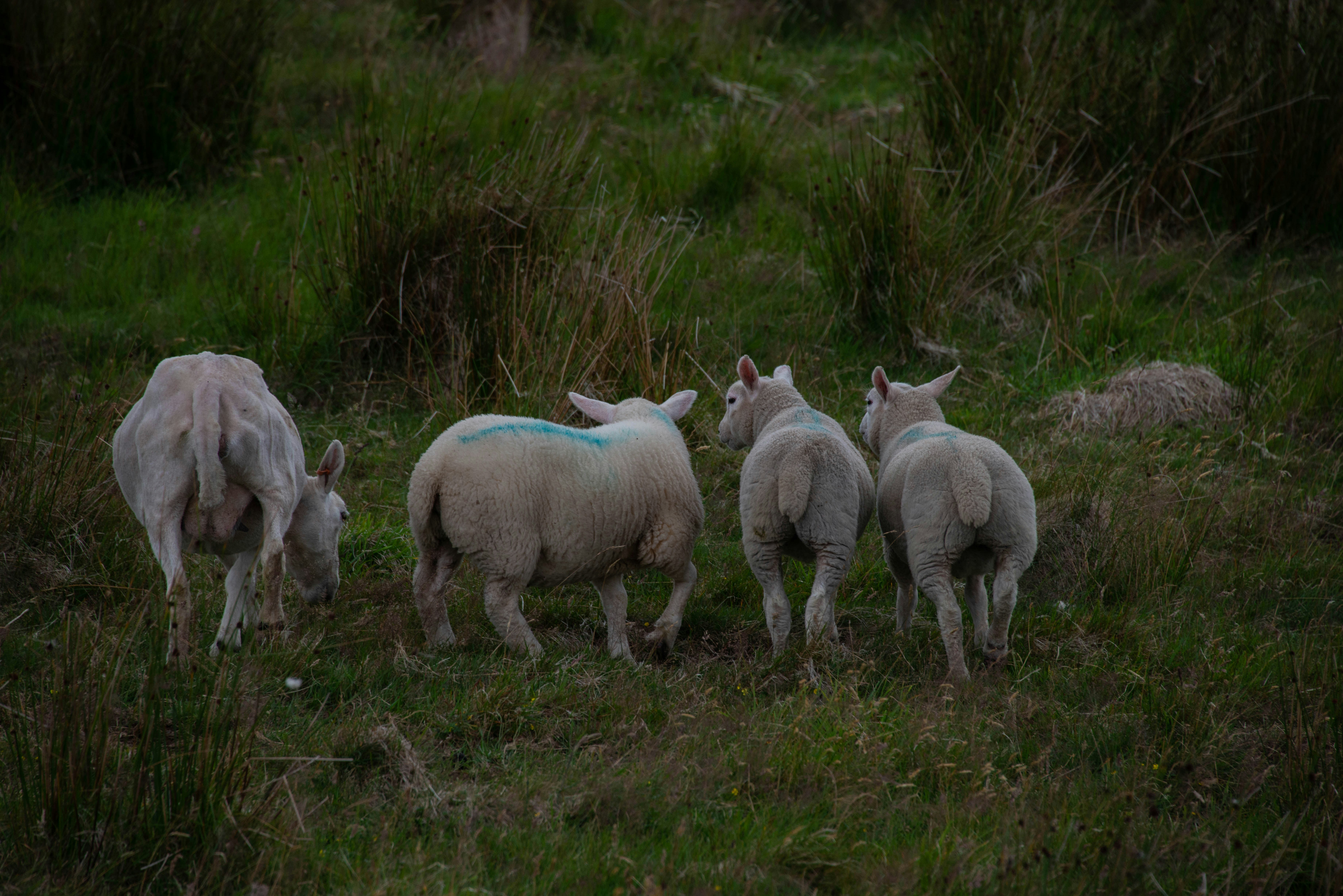 Four lambs photo – Free Animal Image on Unsplash