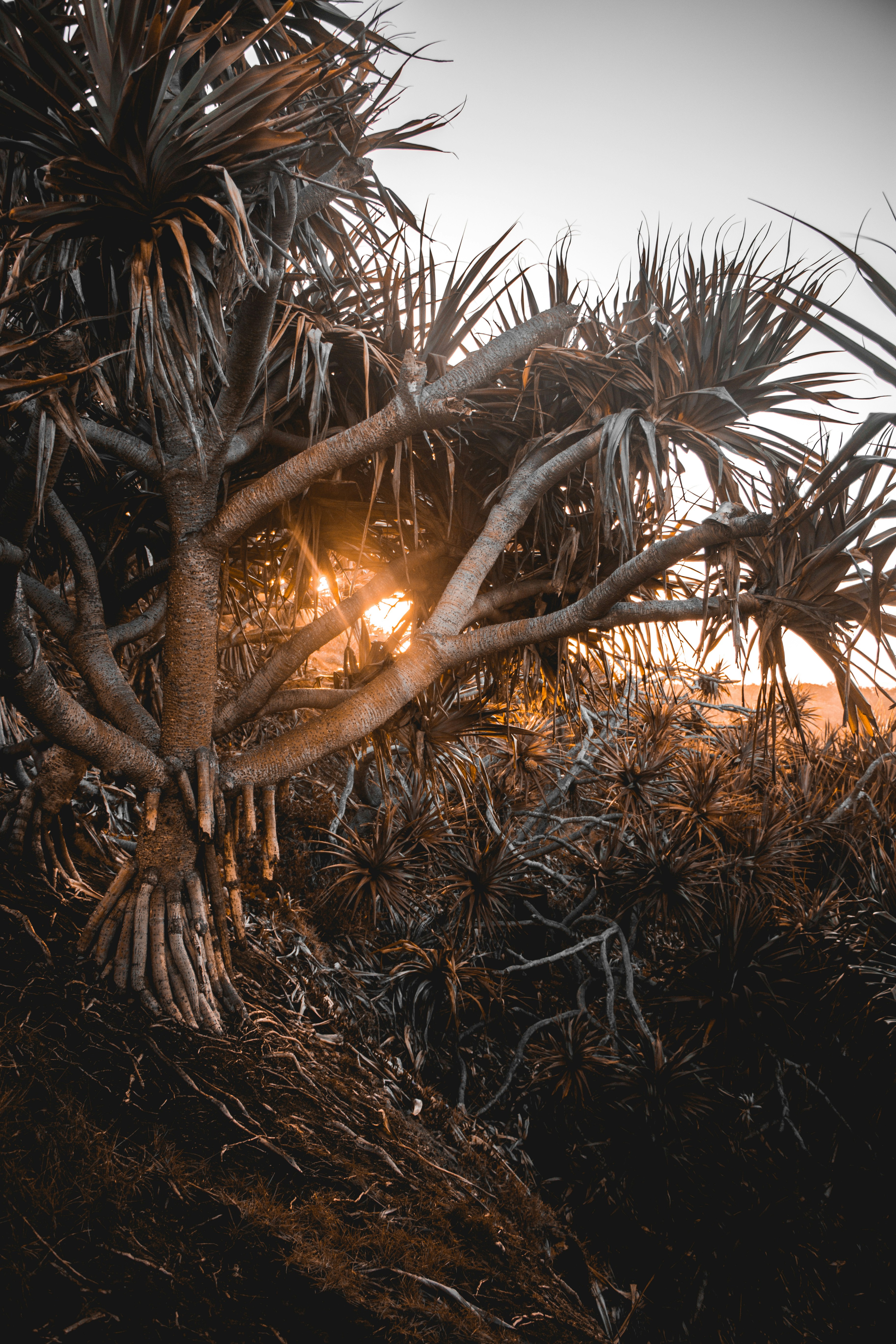 Sun Through Gnarled Yucca: Dusk in a Desert Garden
