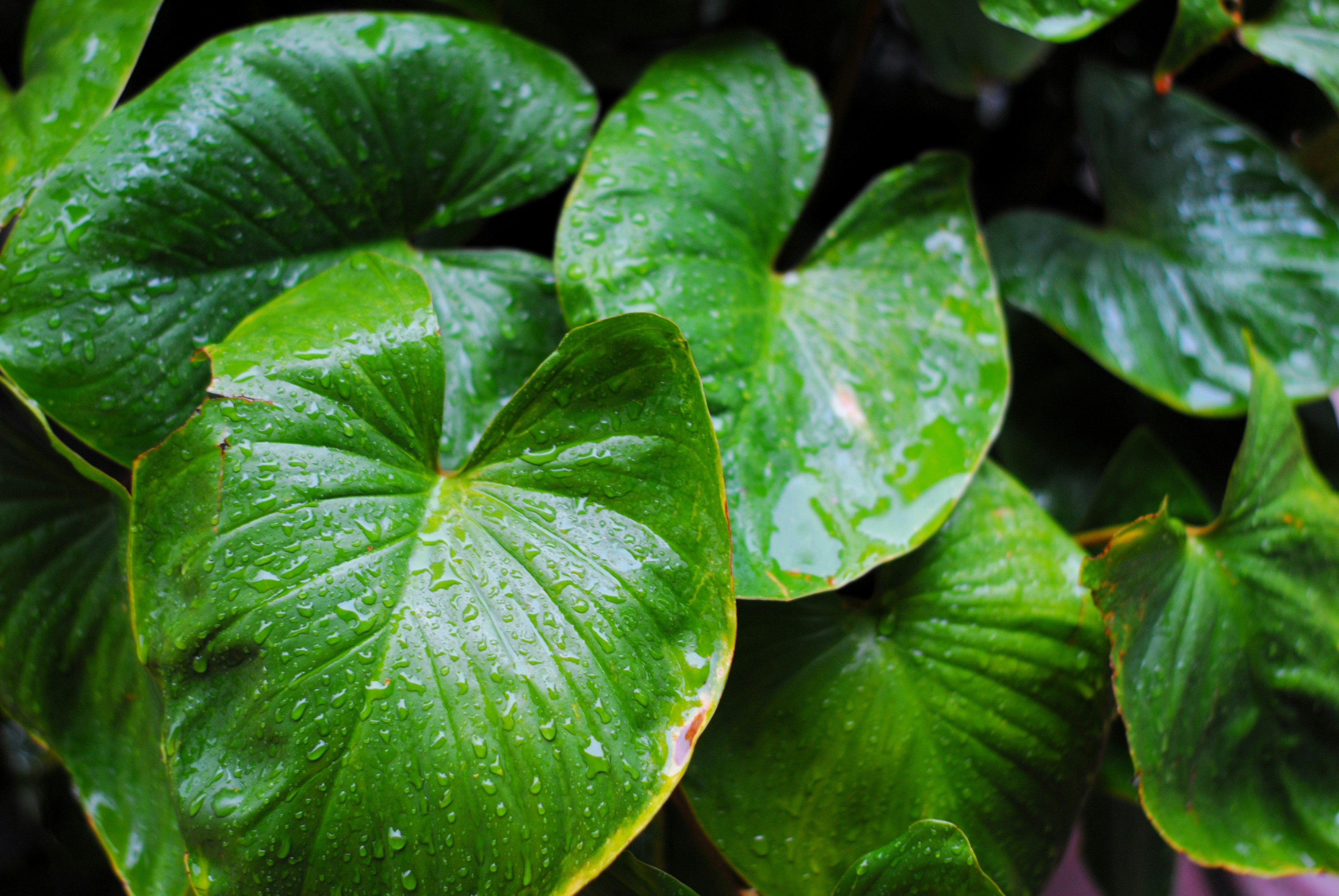 Dew-Kissed Verdure: A Close-Up Study of Glossy Green Leaves