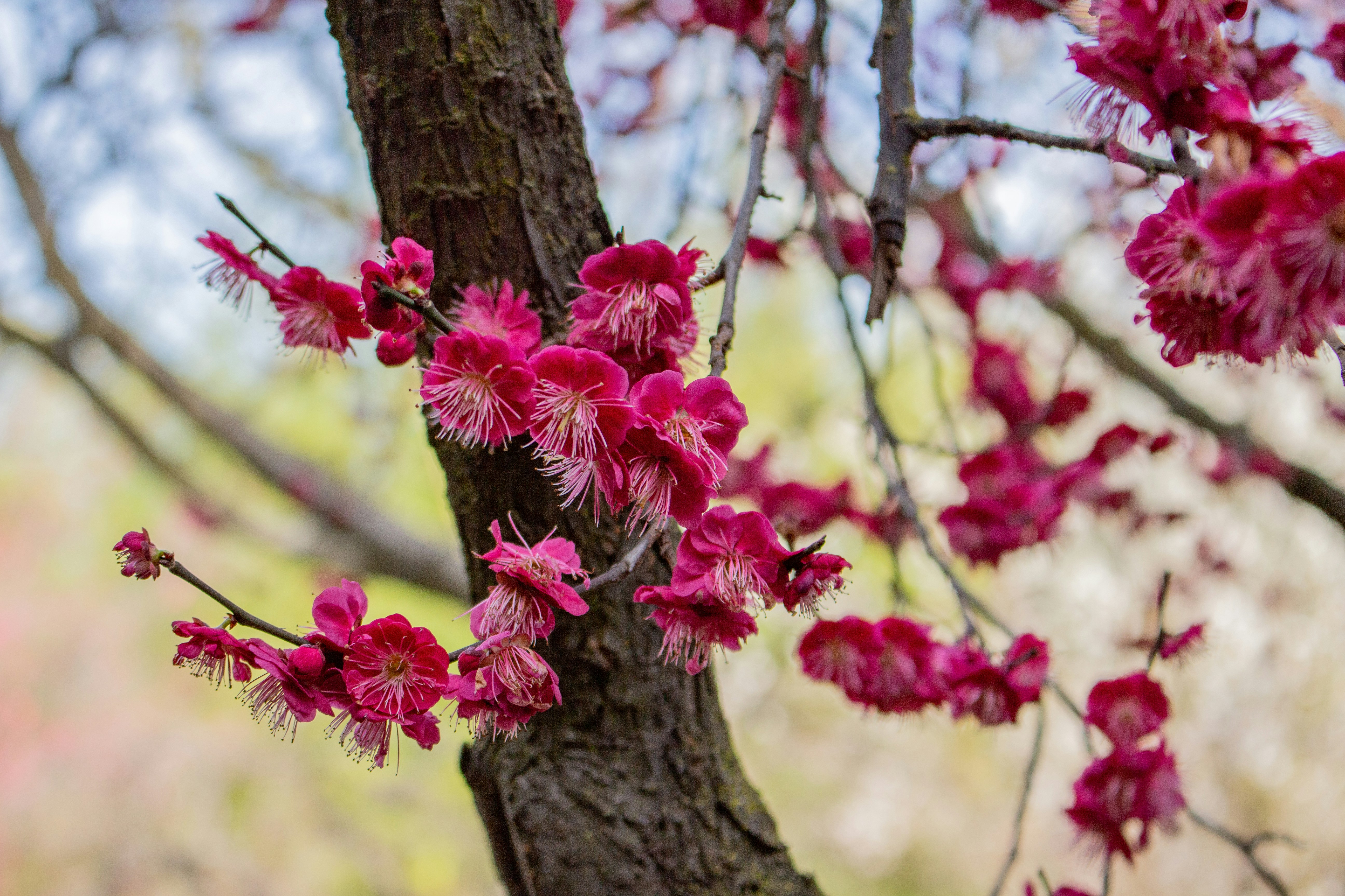 Vibrant Cherry Blossoms in Springtime Focus