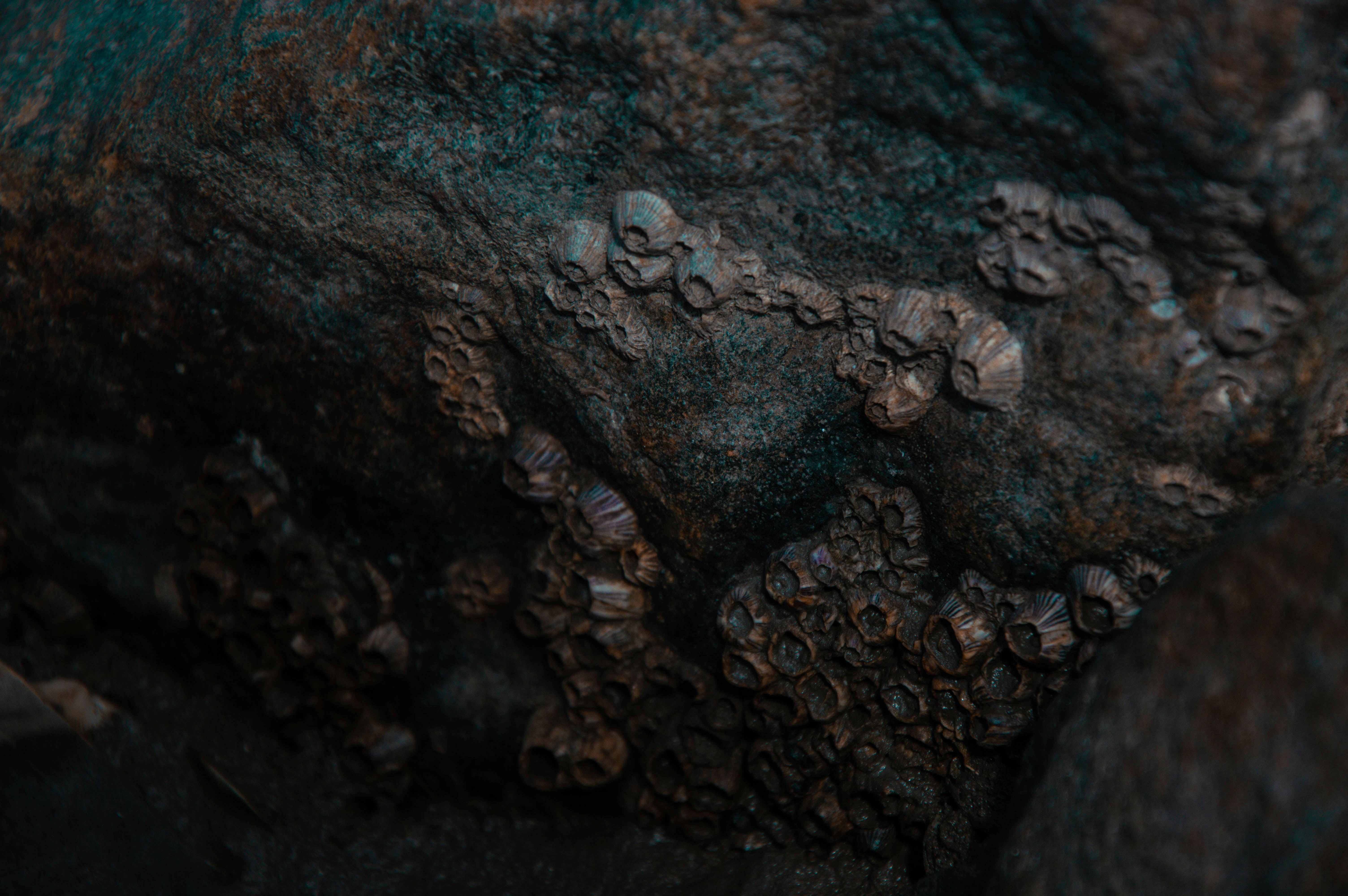 Midnight Barnacles: Texture Revealed on a Tide-Worn Rock