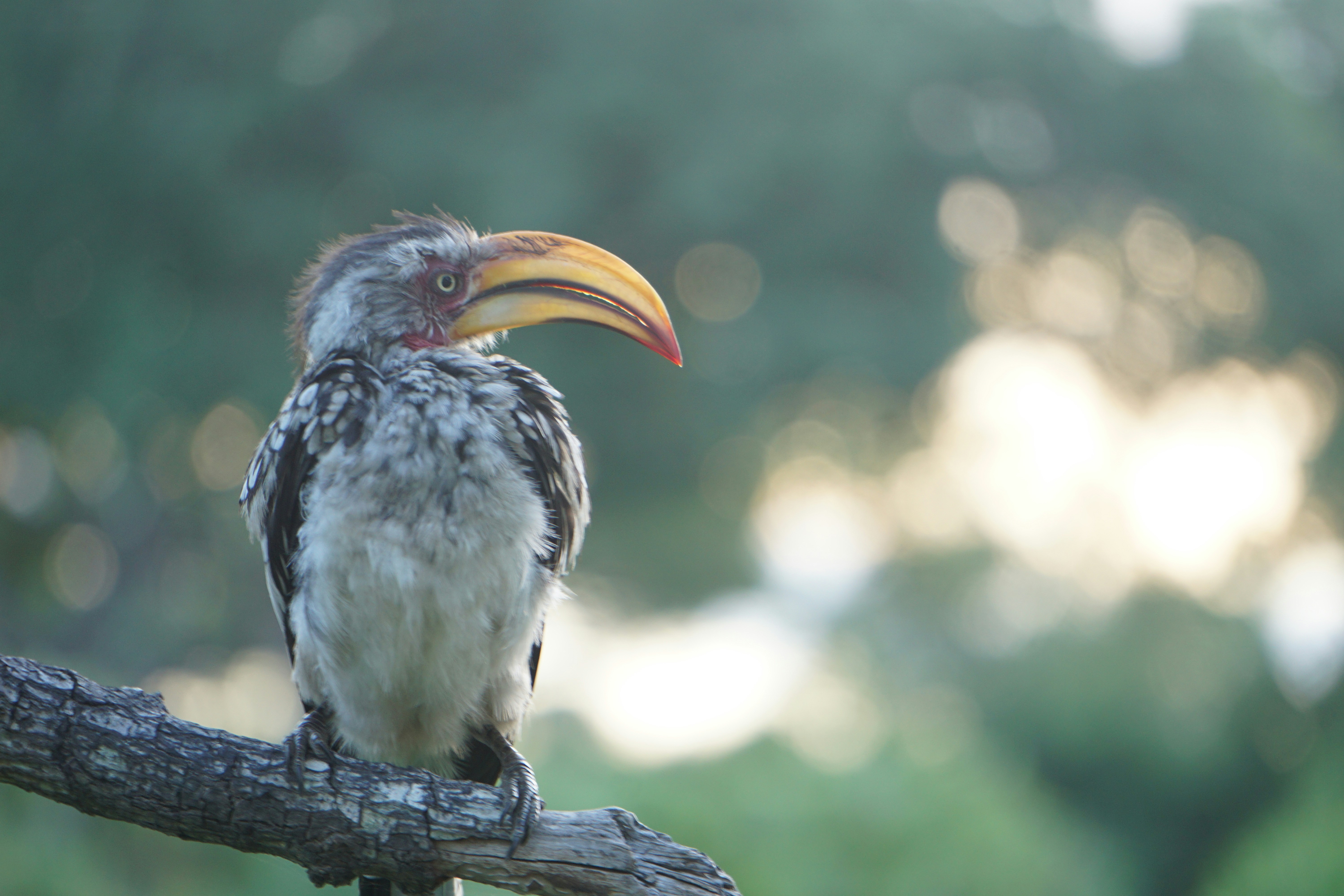 Ember Beak on a Quiet Perch
