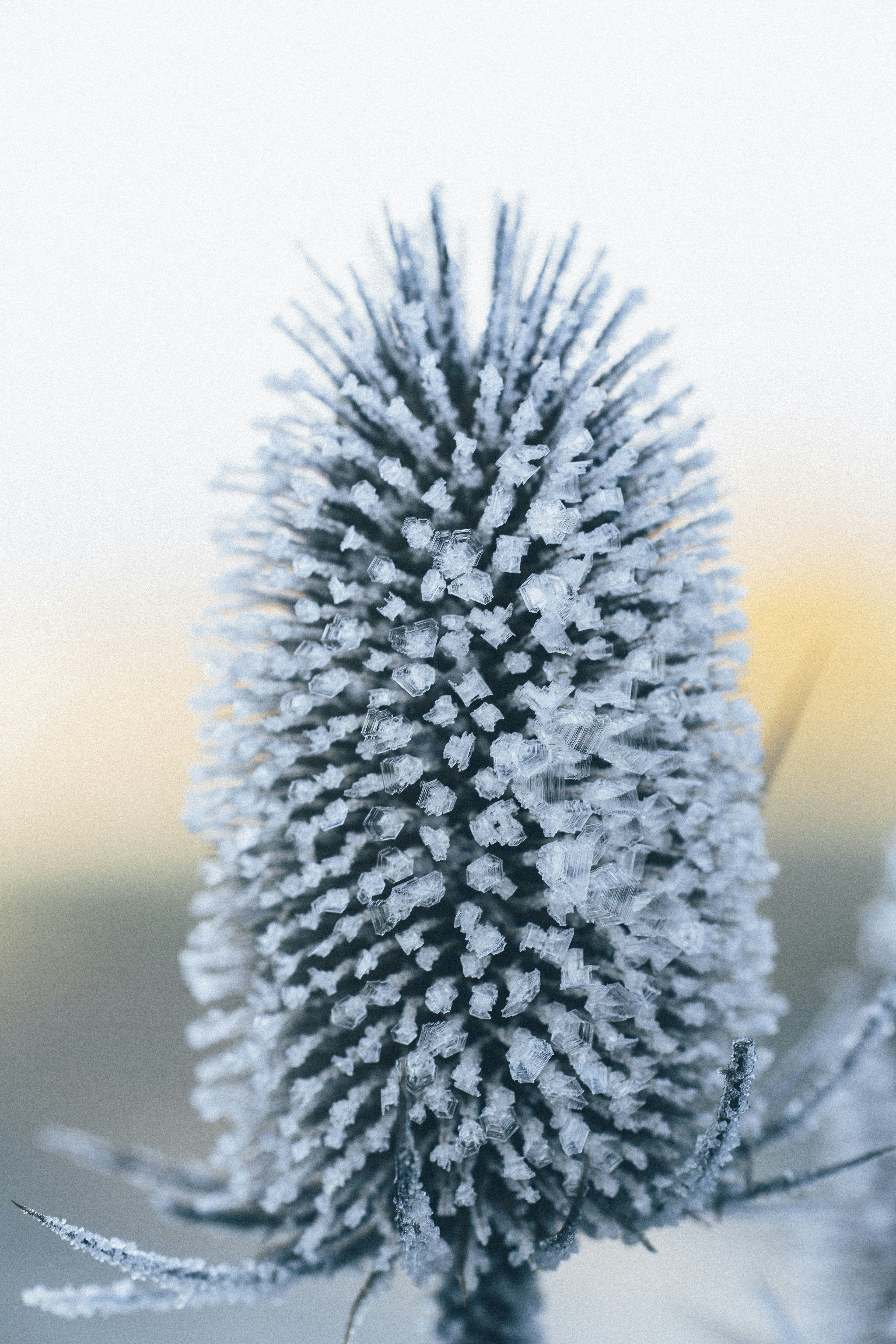 A close up of a plant with snow on it photo – Free Igelsdorf Image on ...