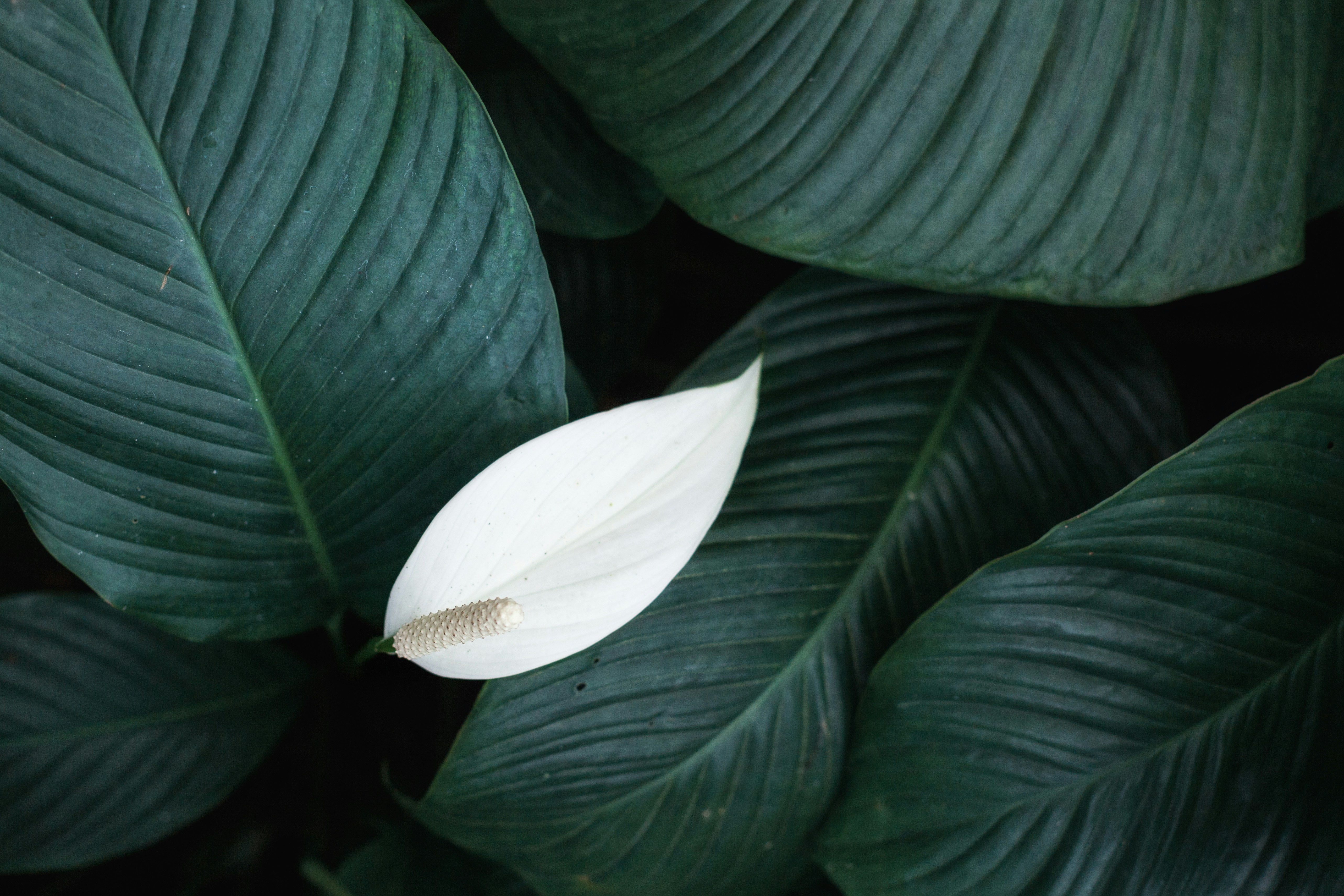 Snow-White Calla Lily Pierces Velvet Green