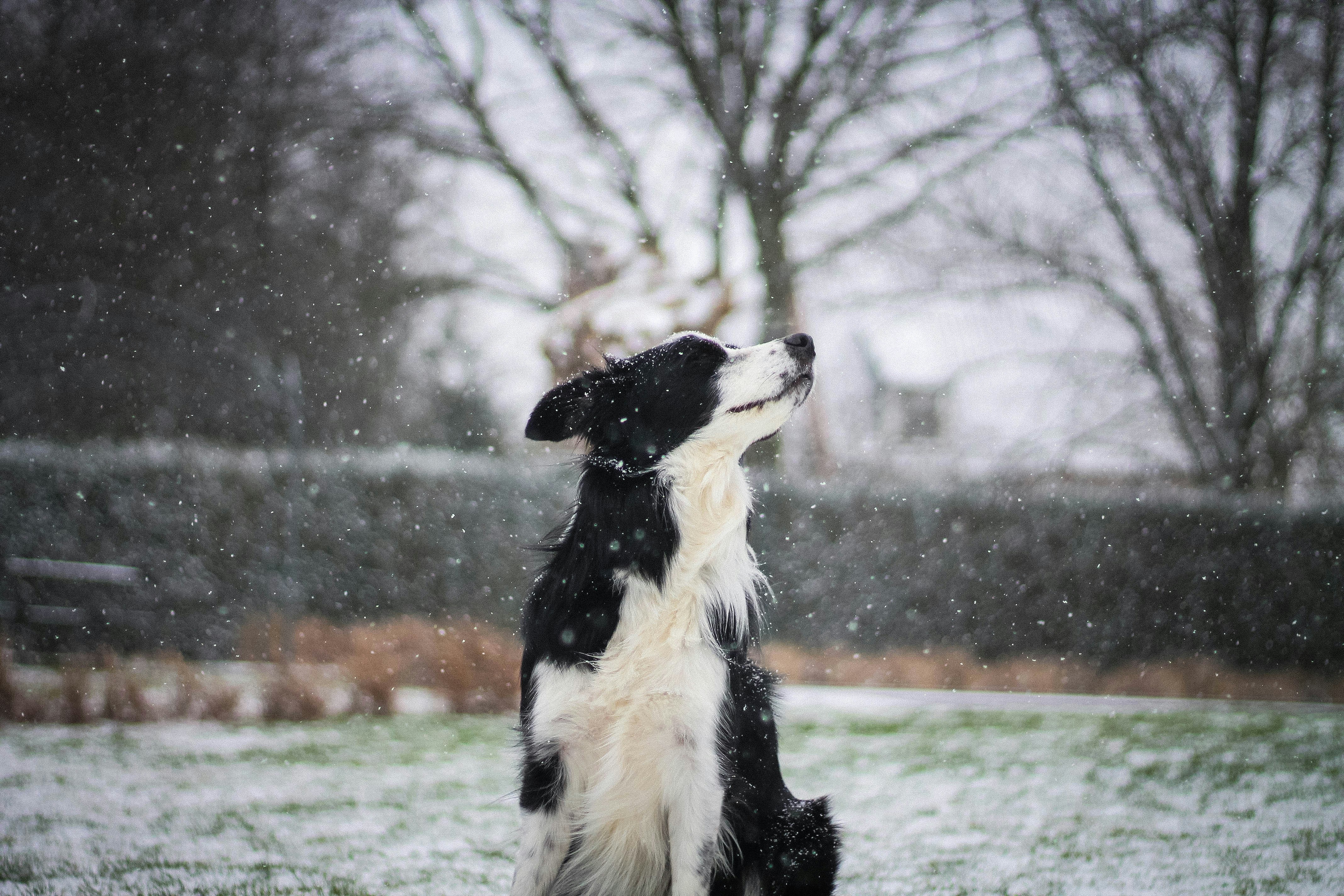 Border collie poised mid-jump in a snowy field with blurred winter trees in the background.