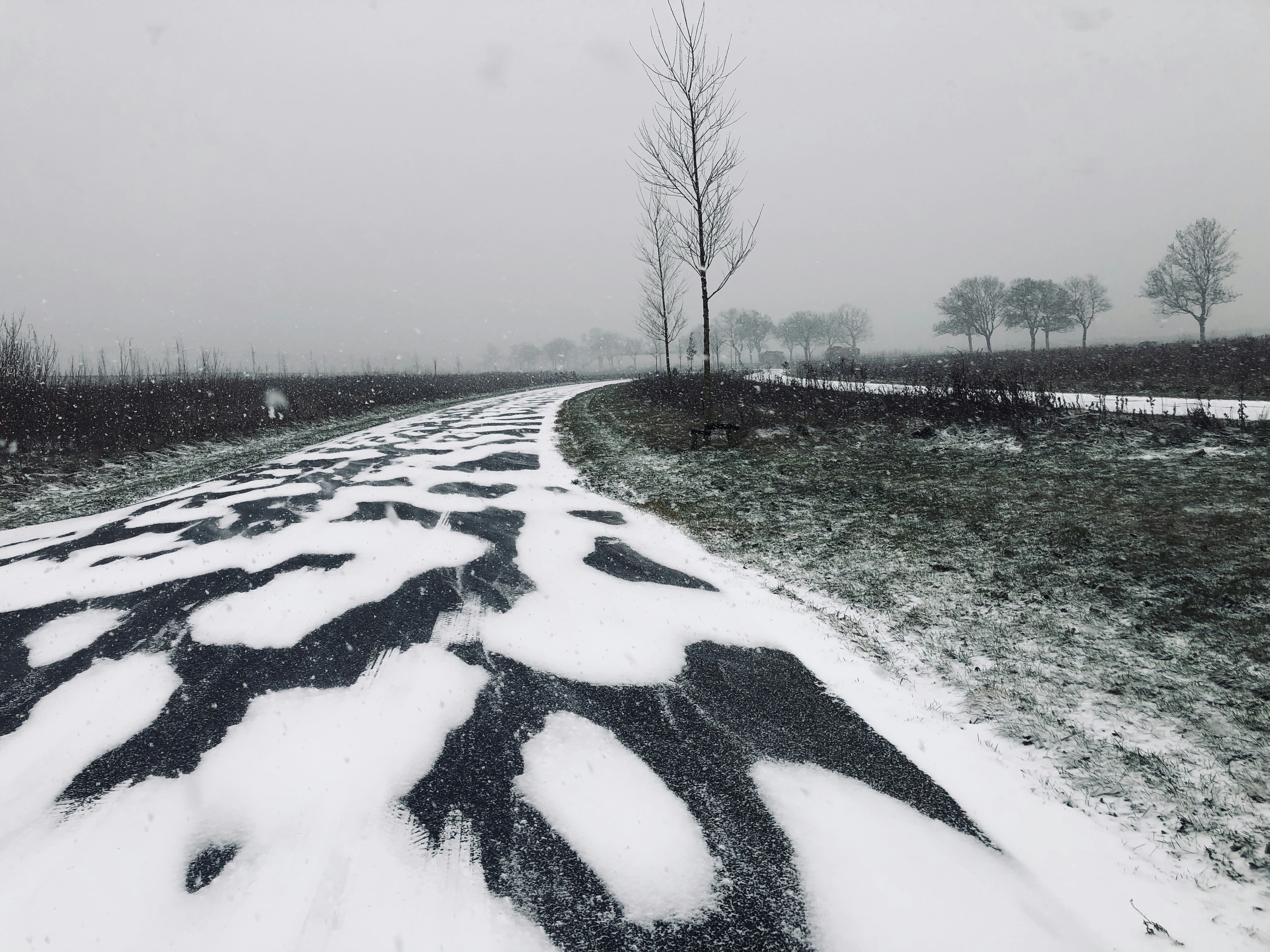 Snow-veined Path Toward a Lone Tree in a Quiet Winter Field