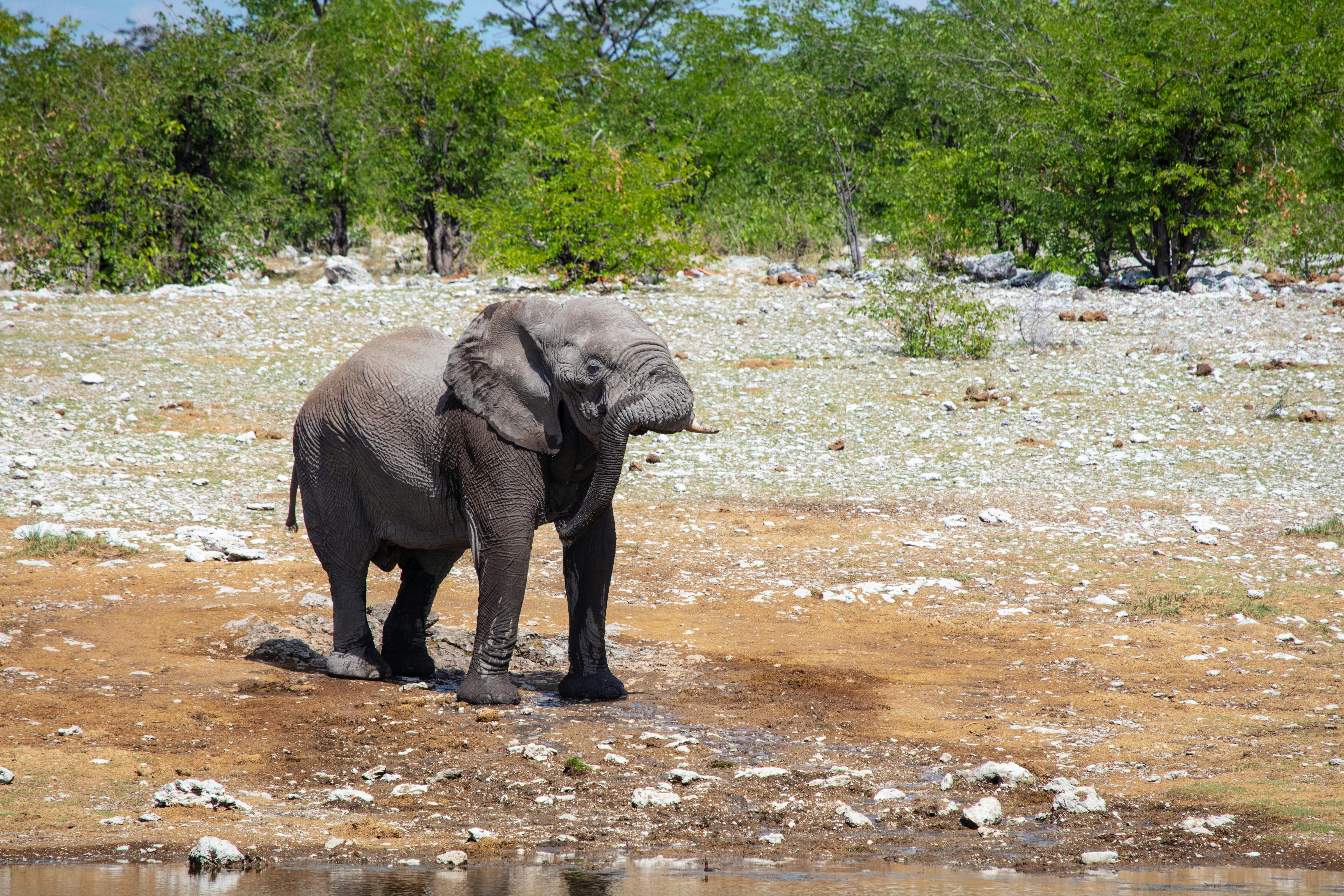 Selective focus photography of gray elephant photo – Free Mammal Image ...