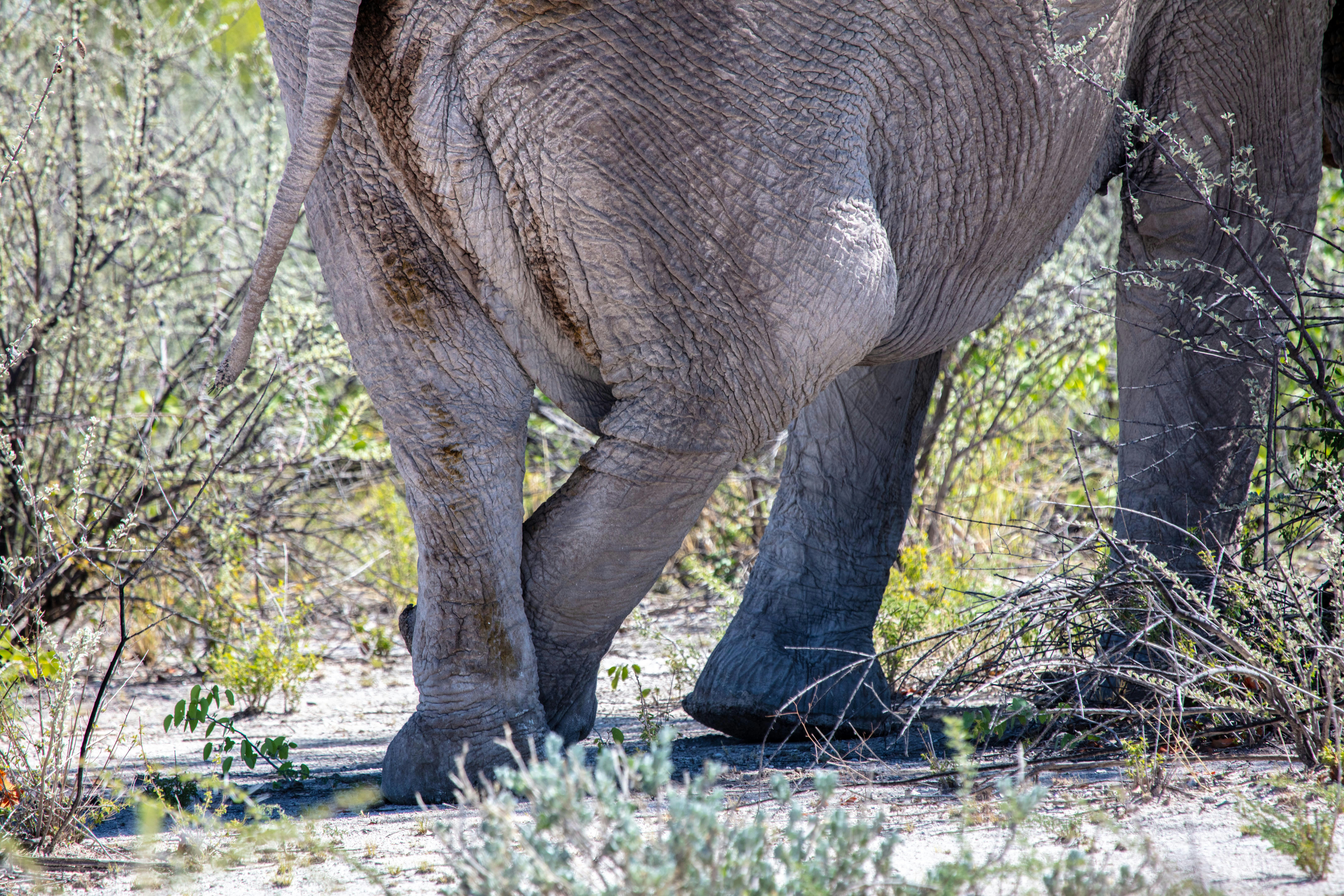 Grounded in Dust: An Up-Close Portrait of Elephant Legs in the Savanna