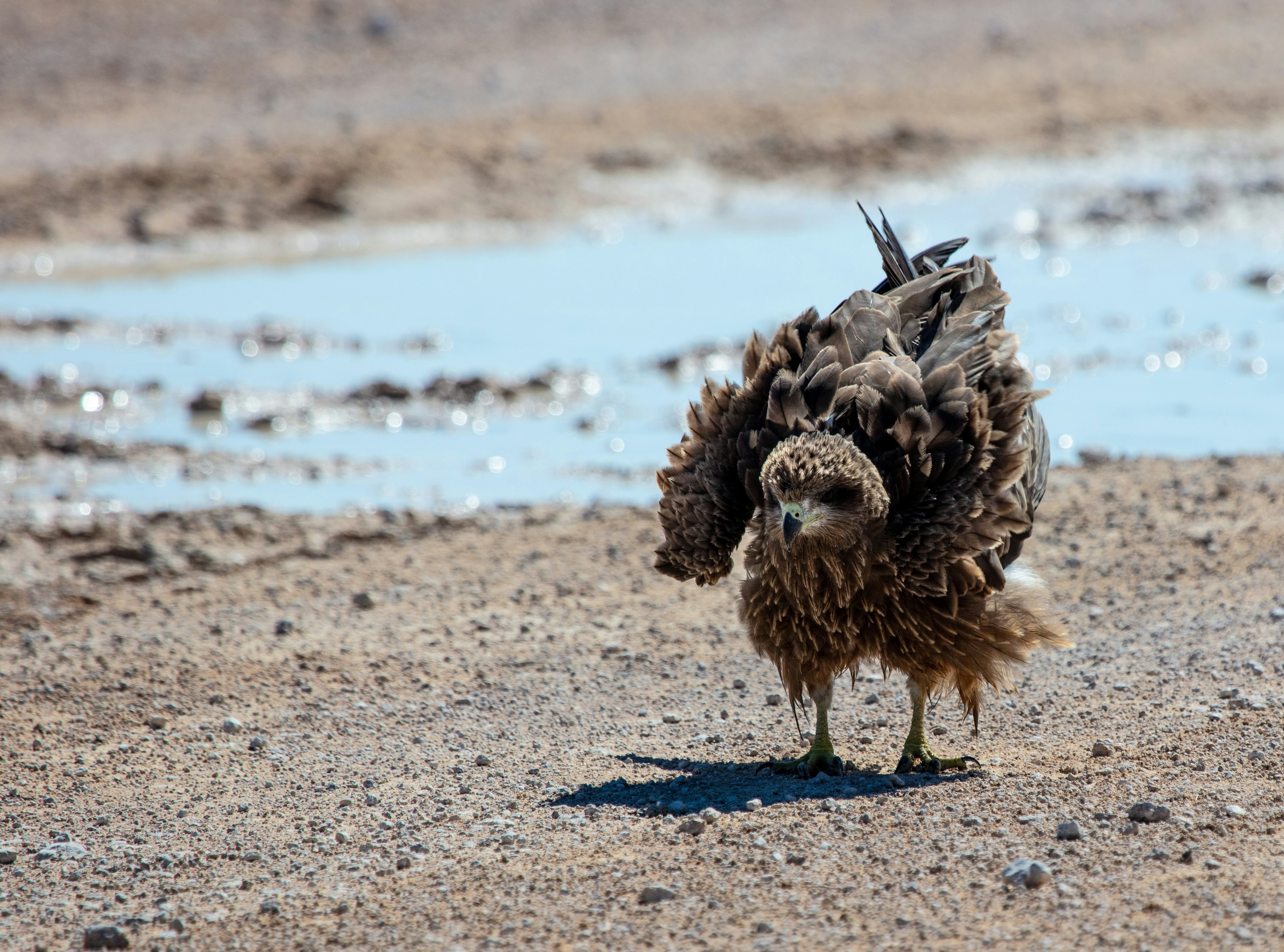 The Grounded Majesty of the Marsh Harrier