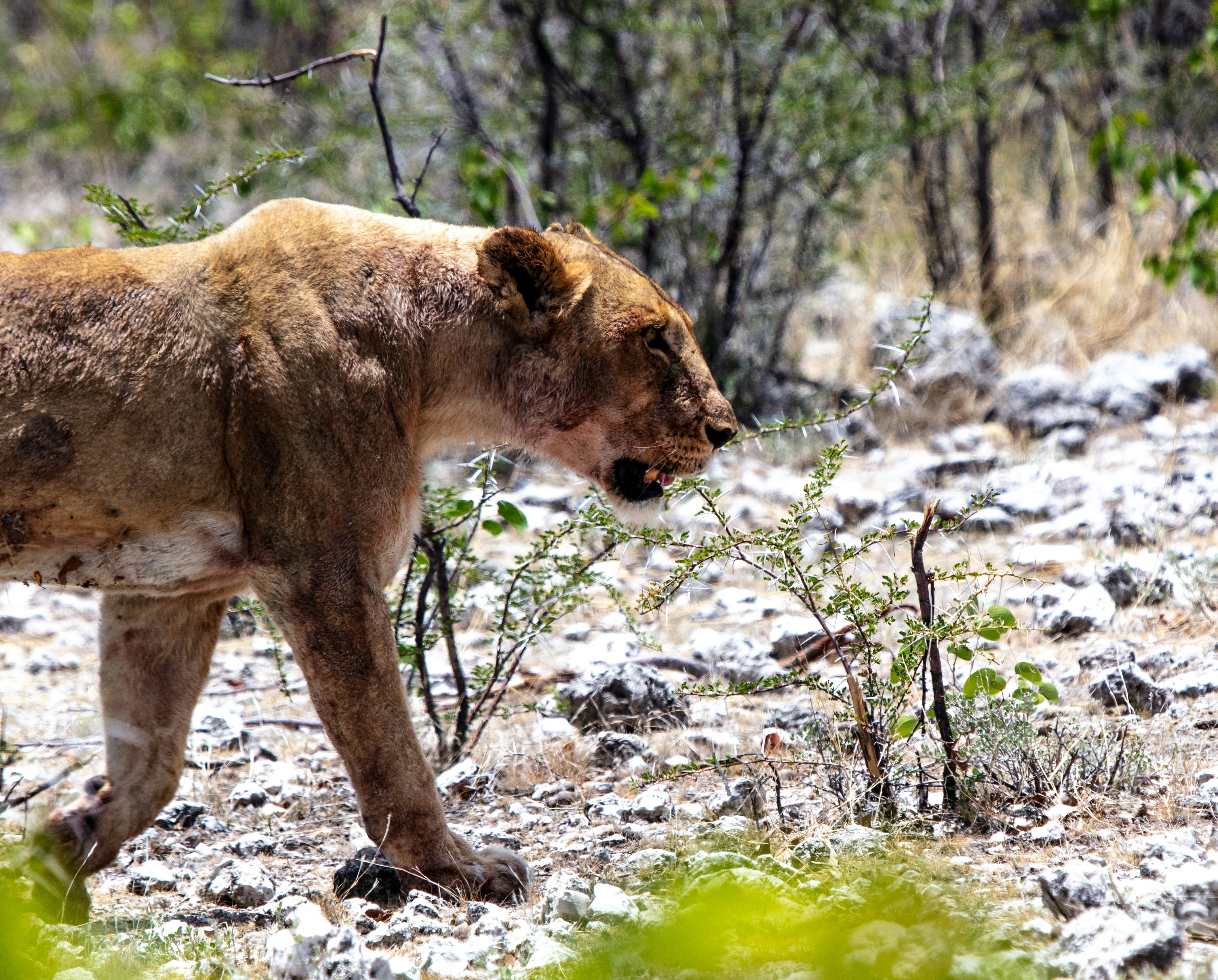 Lioness on a Rocky Savanna Trail