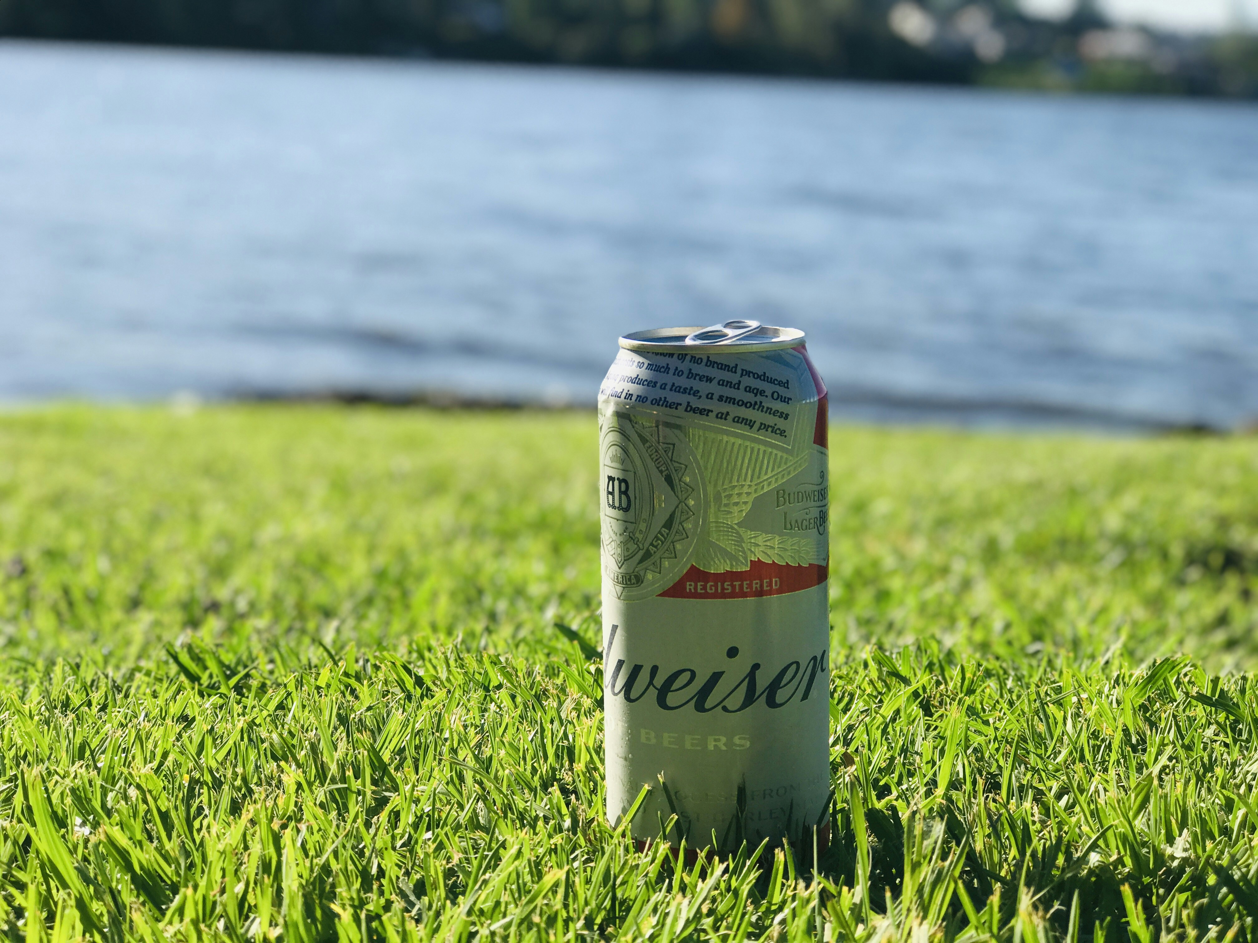A Budweiser can resting on vibrant green grass, with a serene lakeside backdrop. The scene evokes a sense of relaxation and leisure.