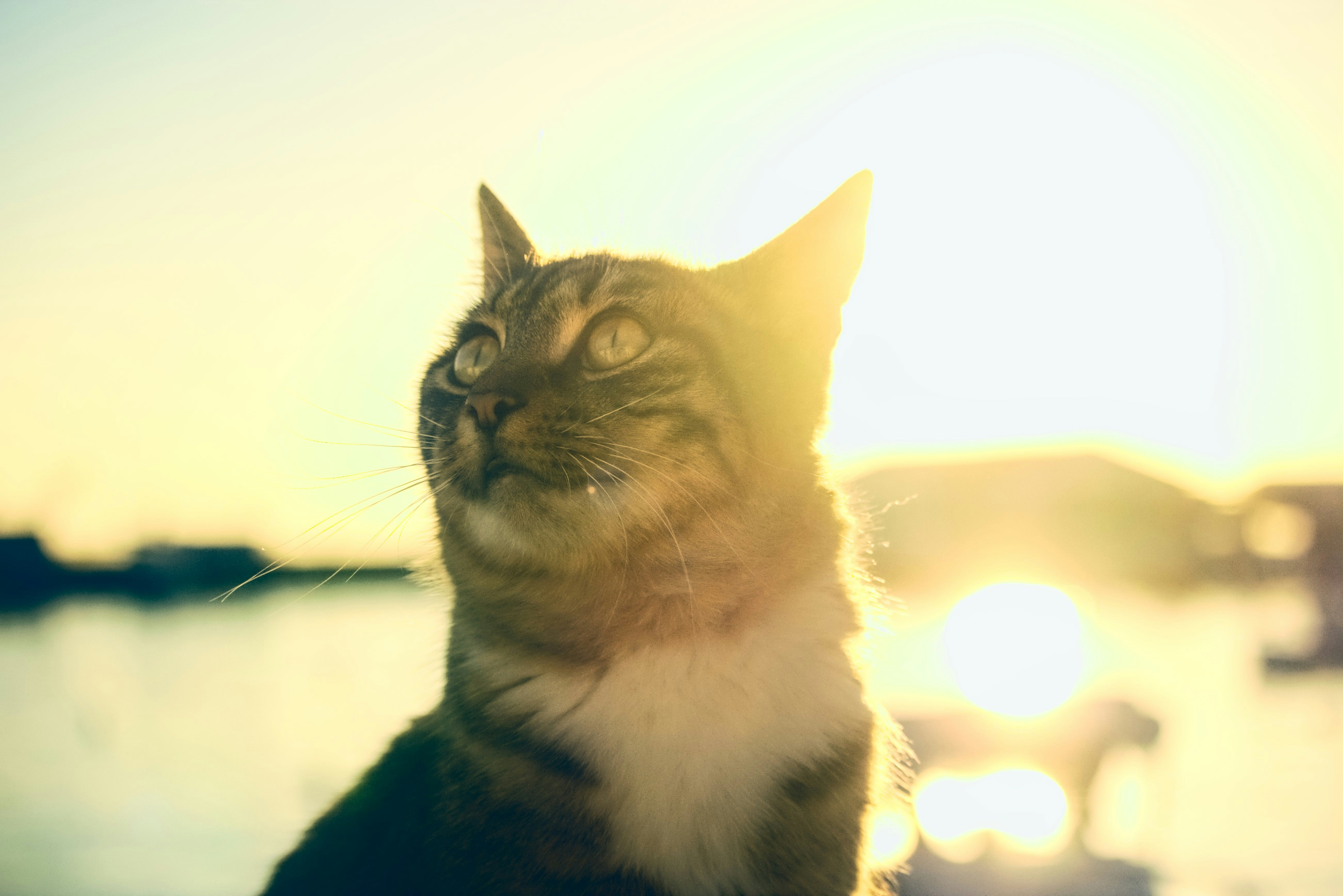 Backlit Whiskers: A Cat's Quiet Gaze at the Golden Hour Glow