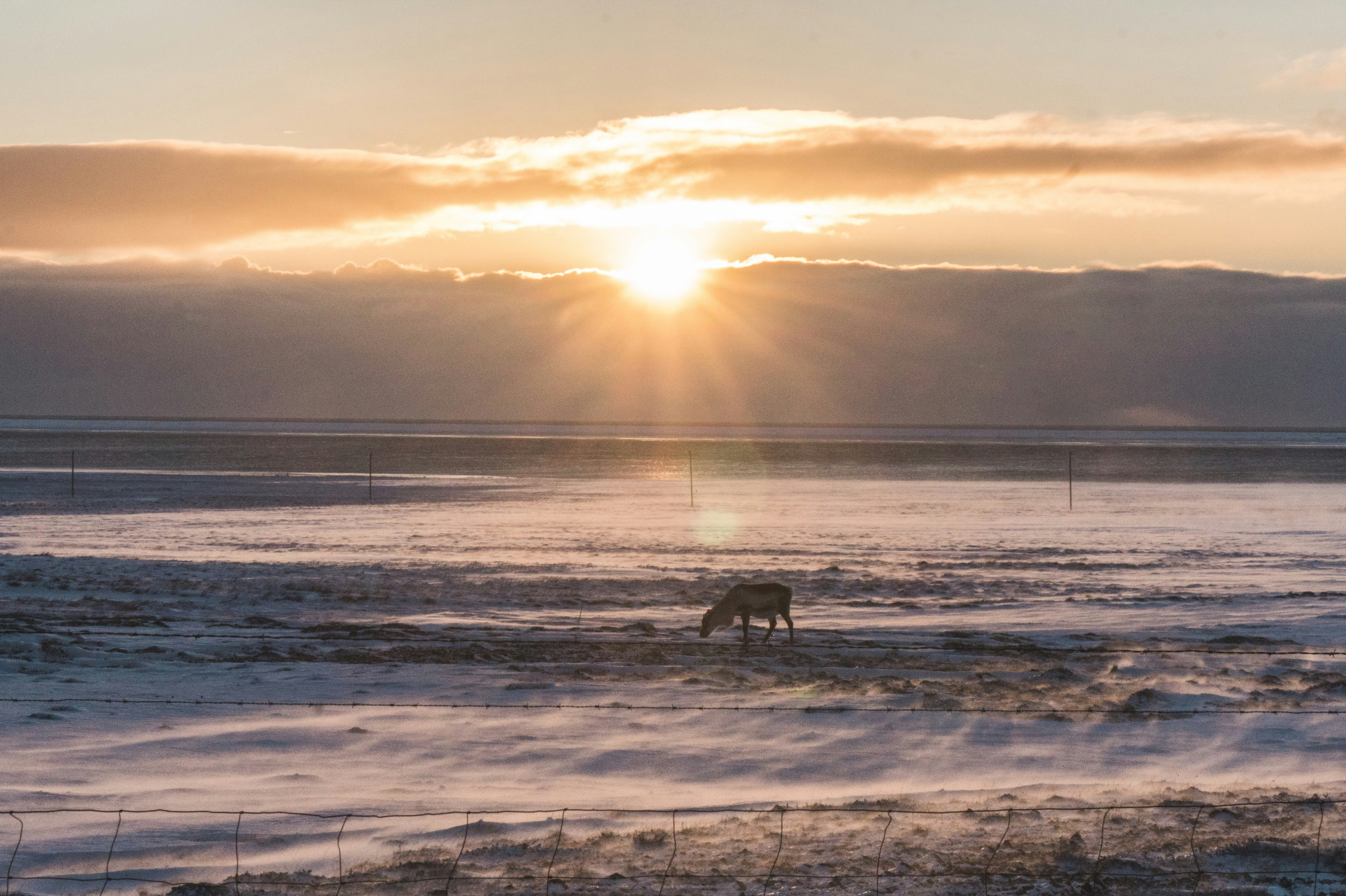 Dusk Grazing on the Salt Flat: A Lone Horse in Velvet Light