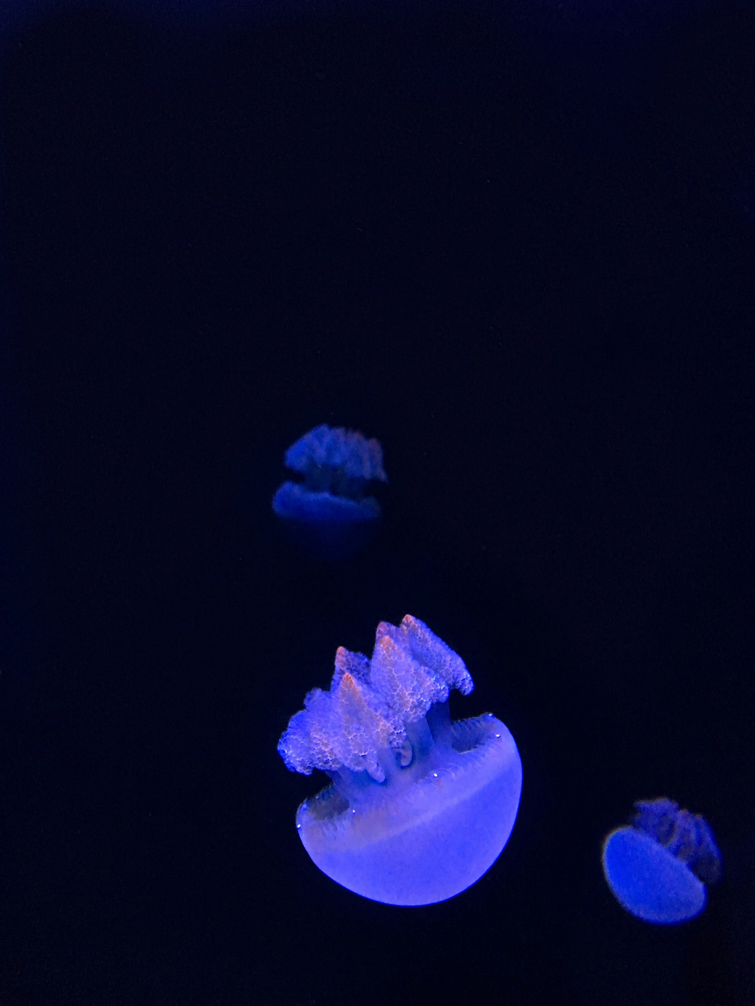 Méduse bleue photo – Photo Bleu Gratuite sur Unsplash