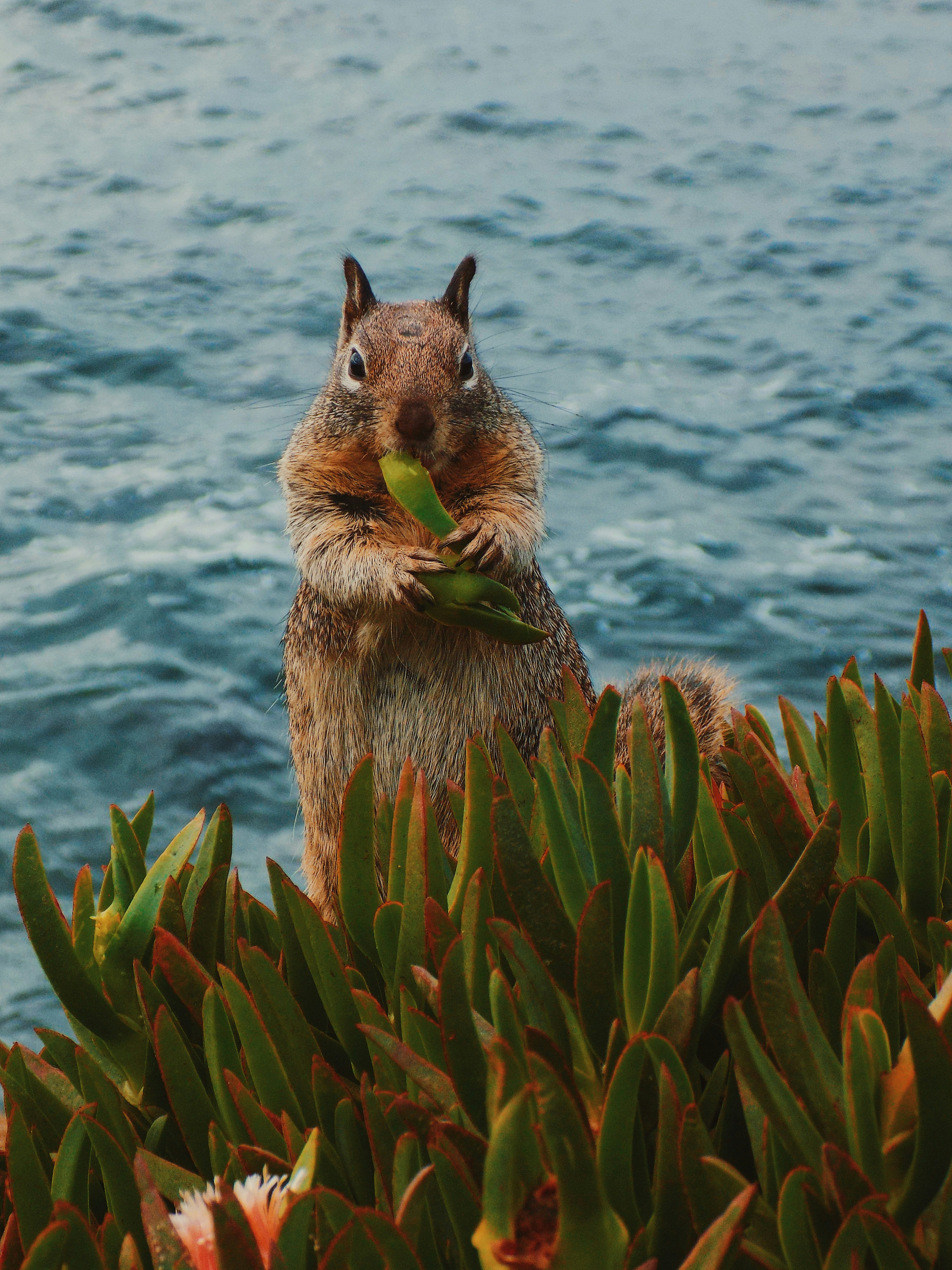 A curious squirrel stands among coastal succulents by turquoise water, nibbling a green leaf.