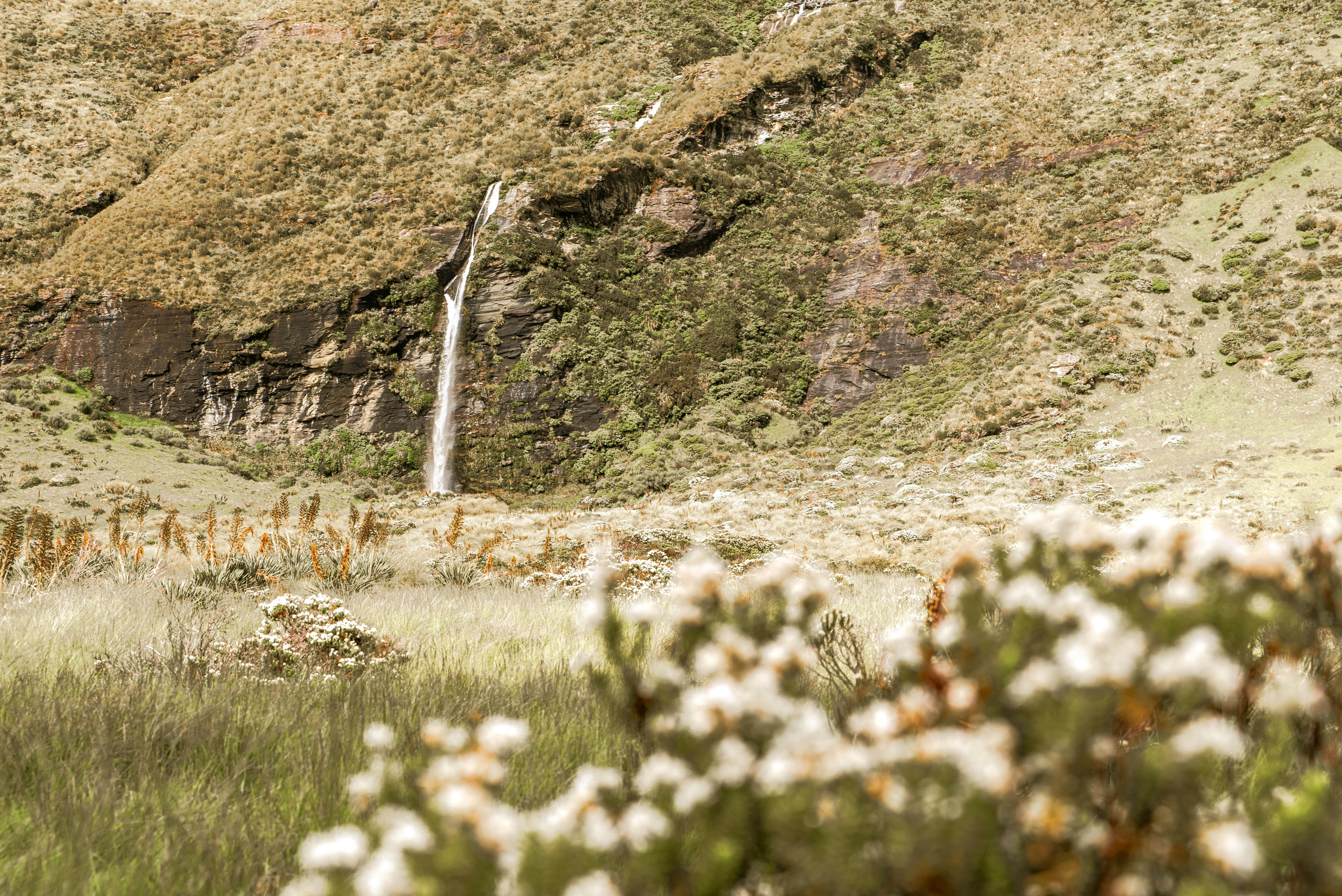 A small waterfall in the middle of a field photo – Free New zealand ...
