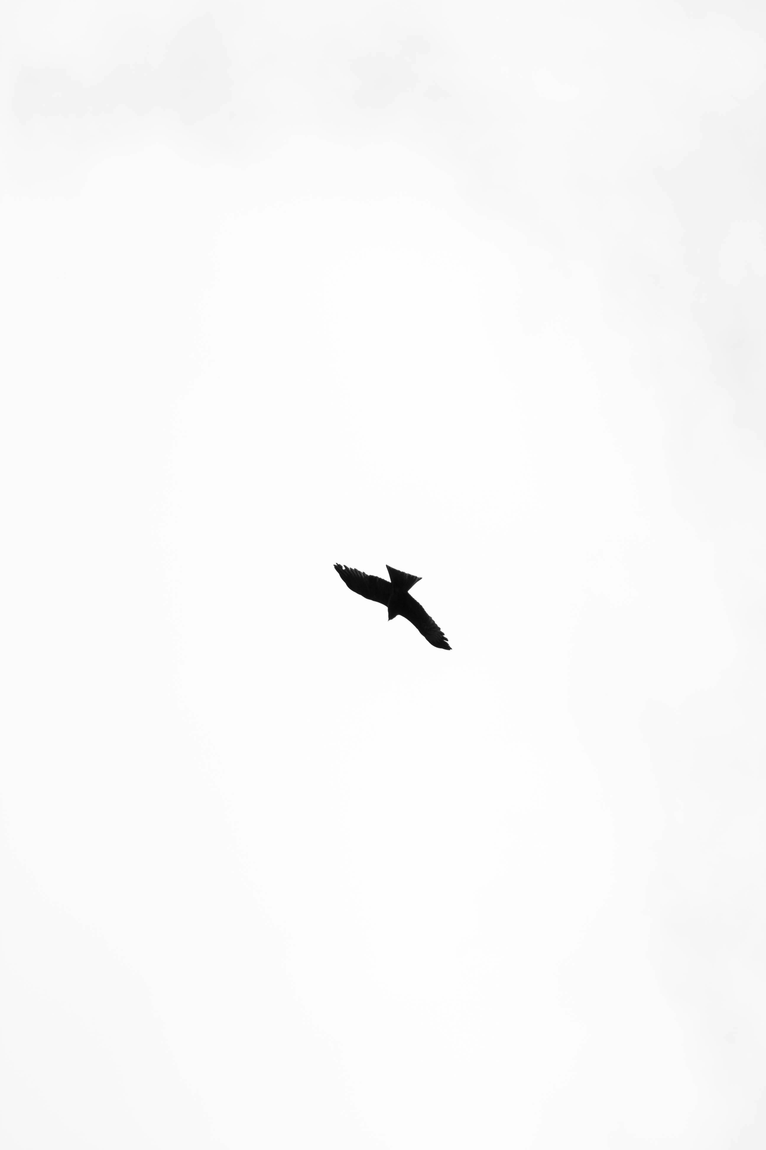 A solitary bird gliding against a pale sky, showcasing its silhouette in flight. The minimalist composition emphasizes freedom and solitude.
