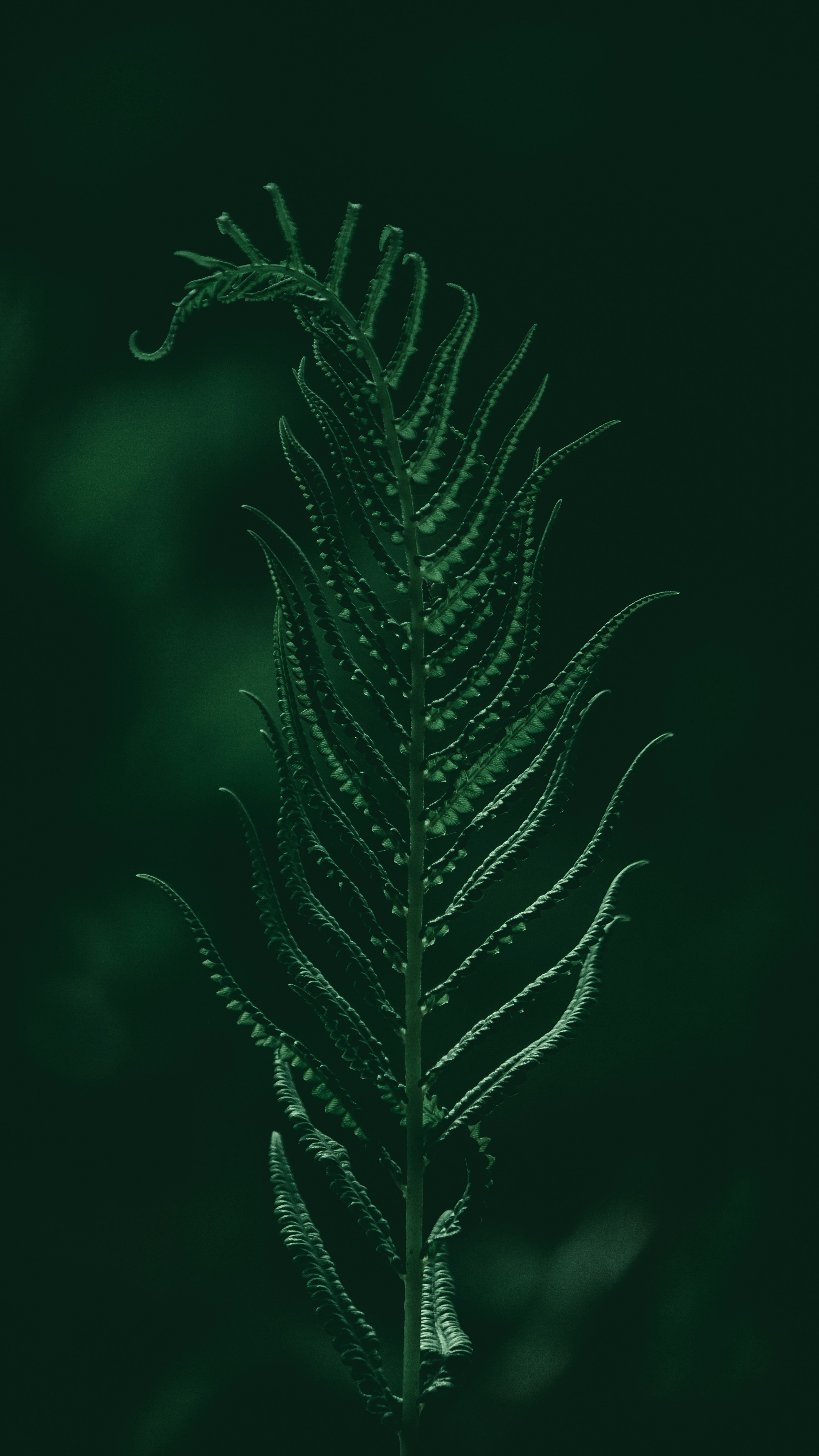 A solitary fern leaf stands tall against a dark backdrop, showcasing its intricate patterns and textures. The deep green hues emphasize its natural beauty.