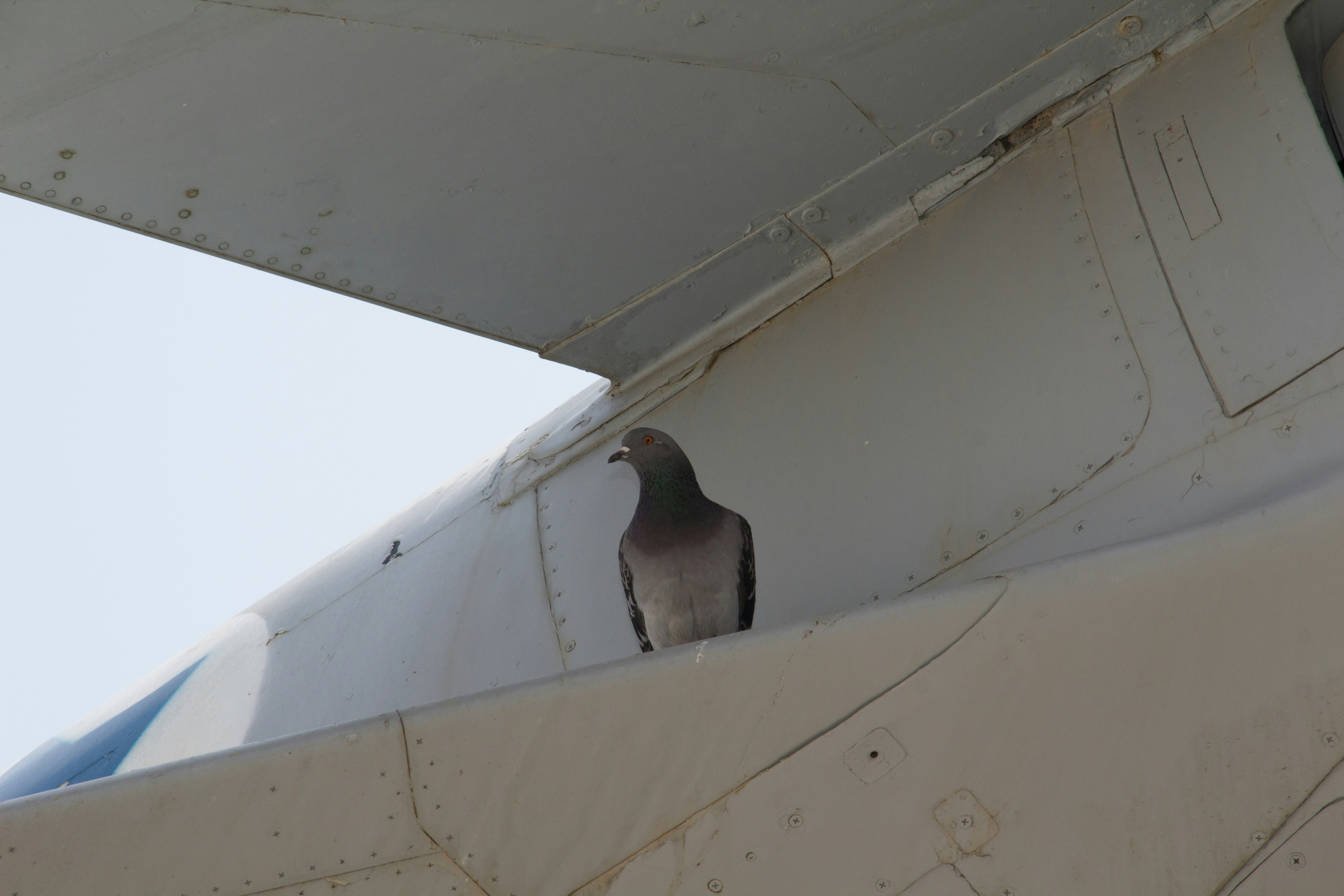 Pigeon perched on the edge of an aircraft wing, showcasing a blend of nature and aviation. The scene captures the juxtaposition of wildlife in an urban environment.