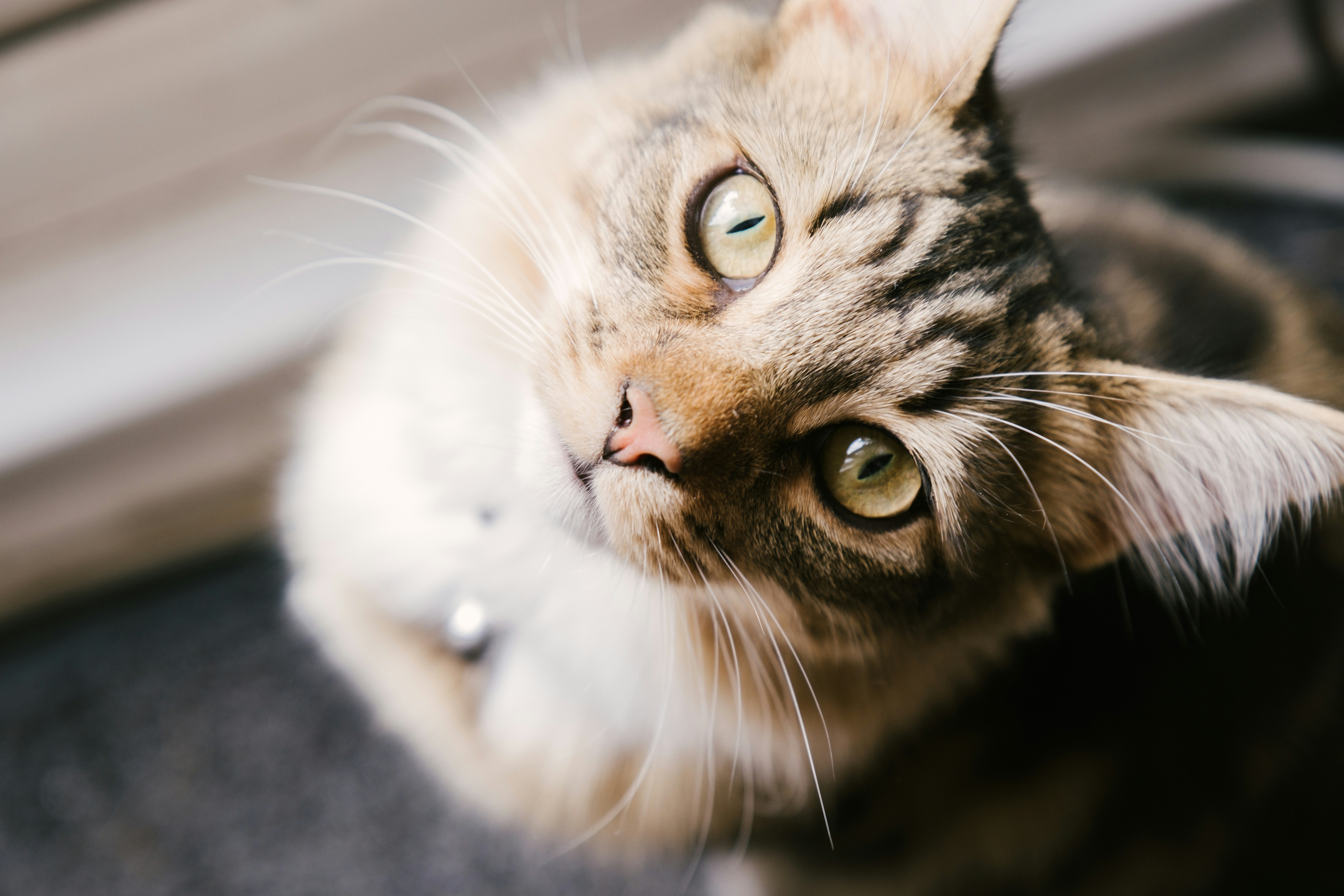 A close-up of a tabby cat with striking green eyes, tilting its head inquisitively. The soft fur and playful expression highlight its charm.