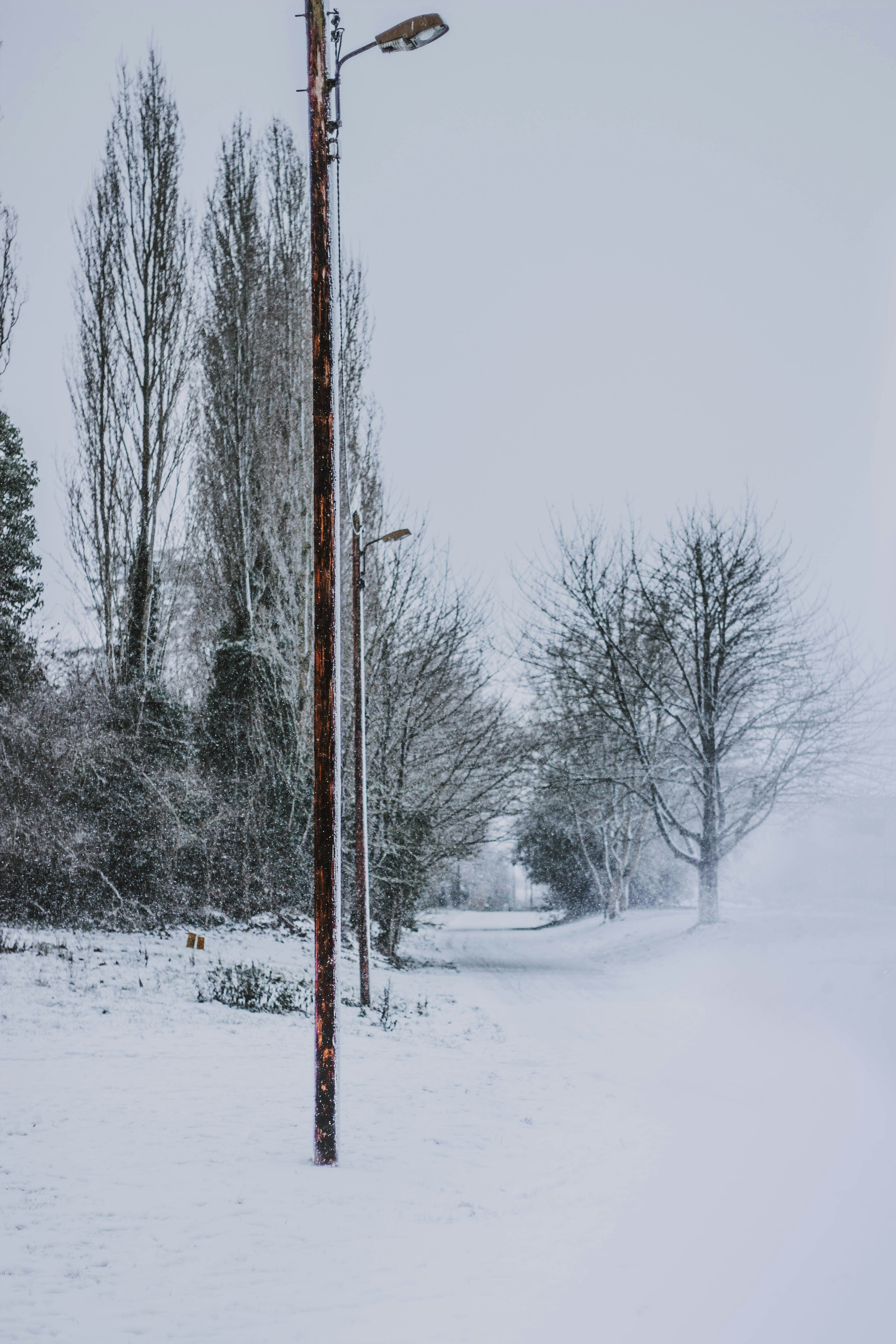 Lone Lamppost Through Falling Snow on a Snowbound Avenue