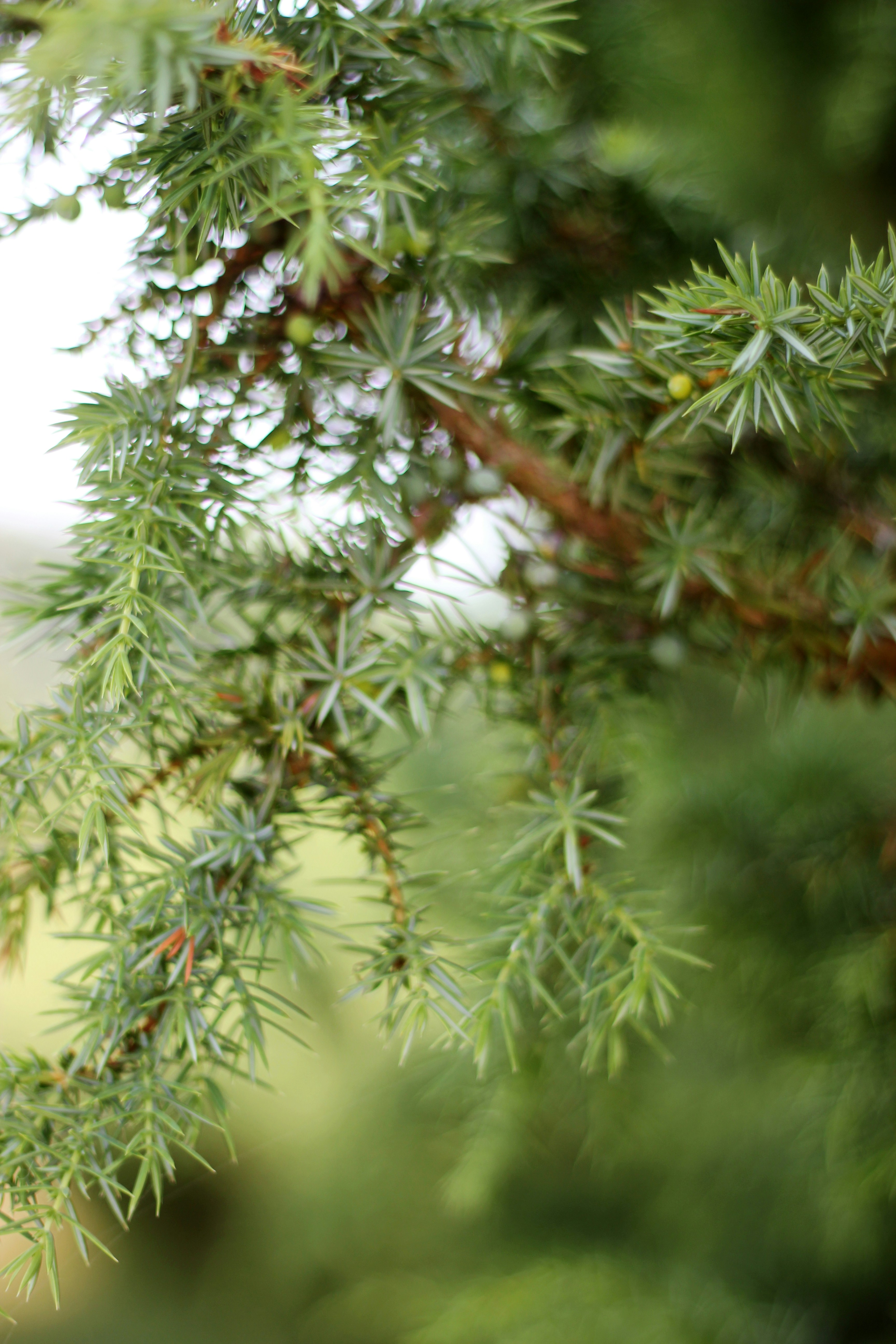 Close-up photography of green-leafed plants photo – Free Tree Image on ...
